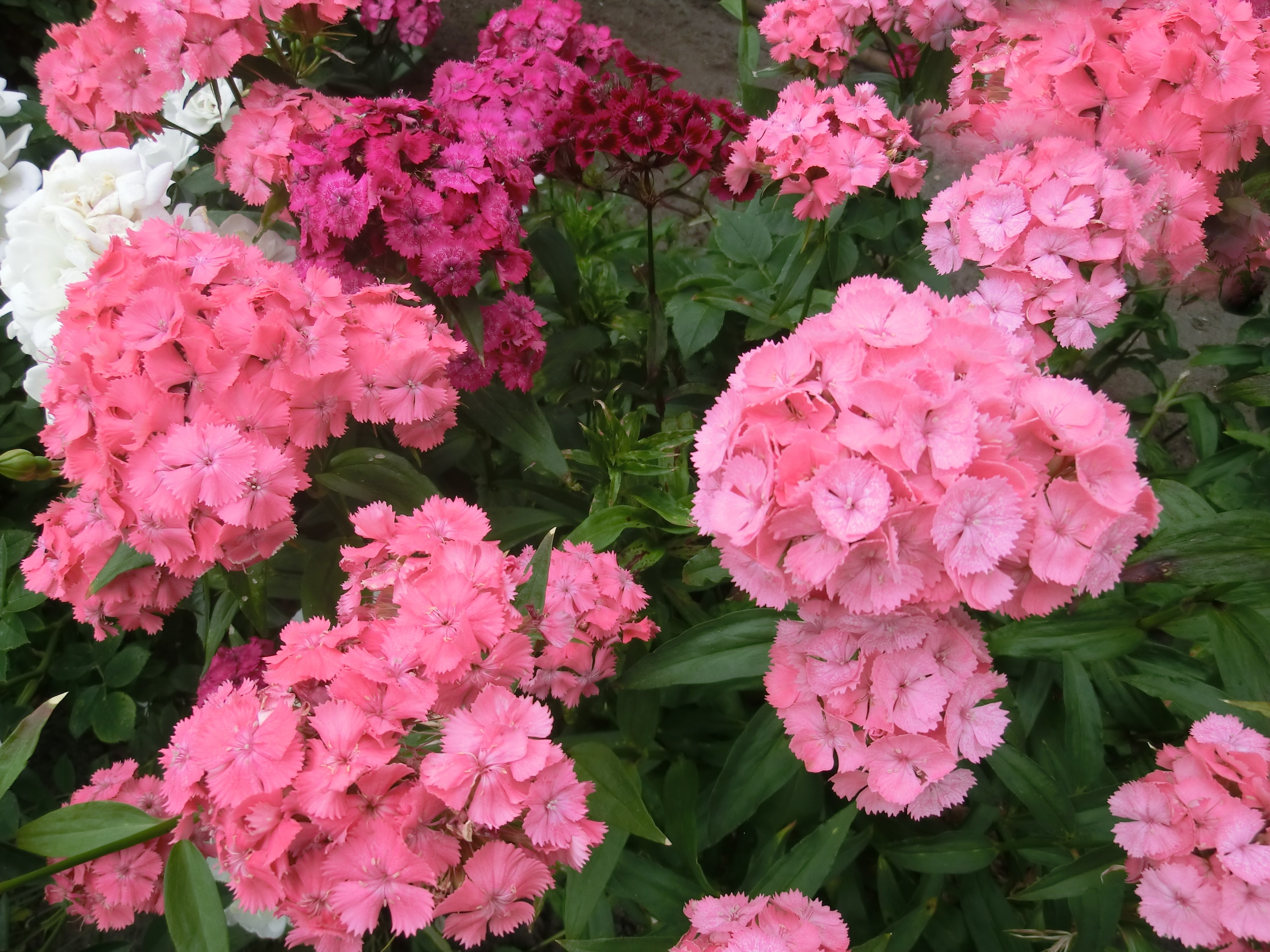 Flowers Carnations Mixed free image download