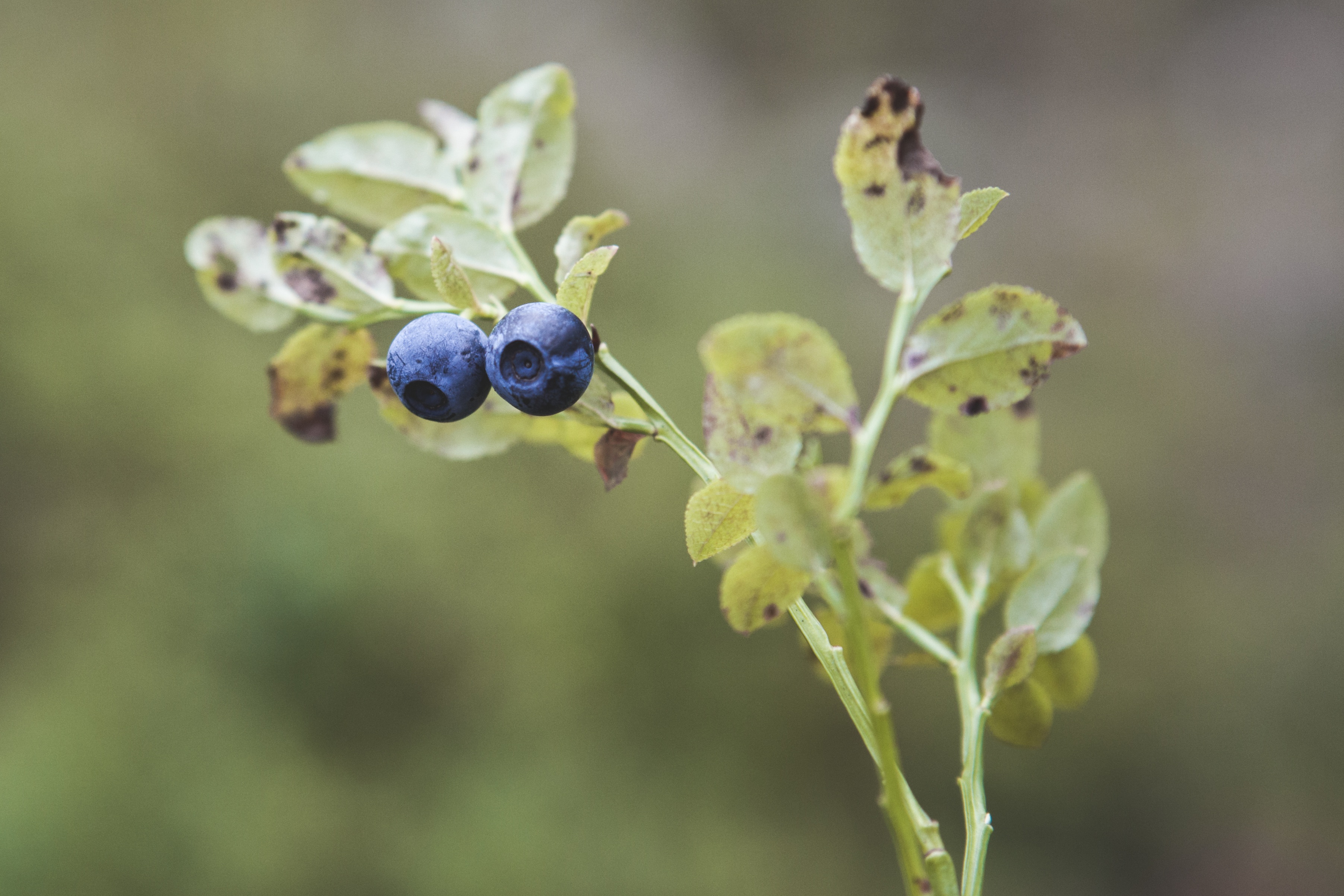 Blueberry Twig Berry free image download