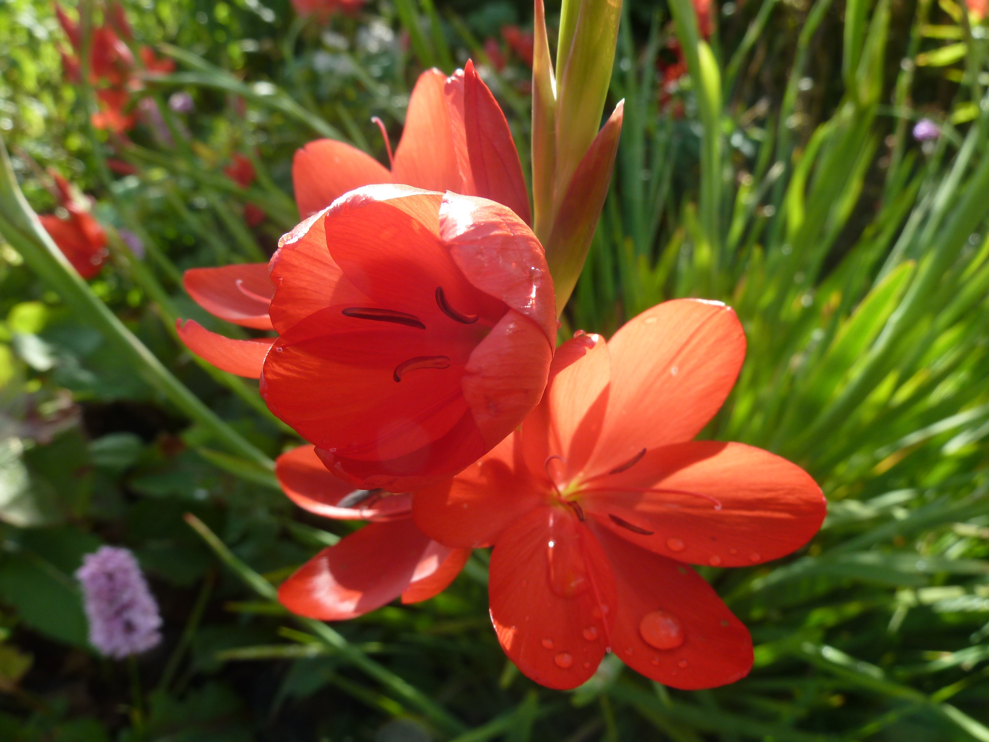 Beautiful Red Summer free image download