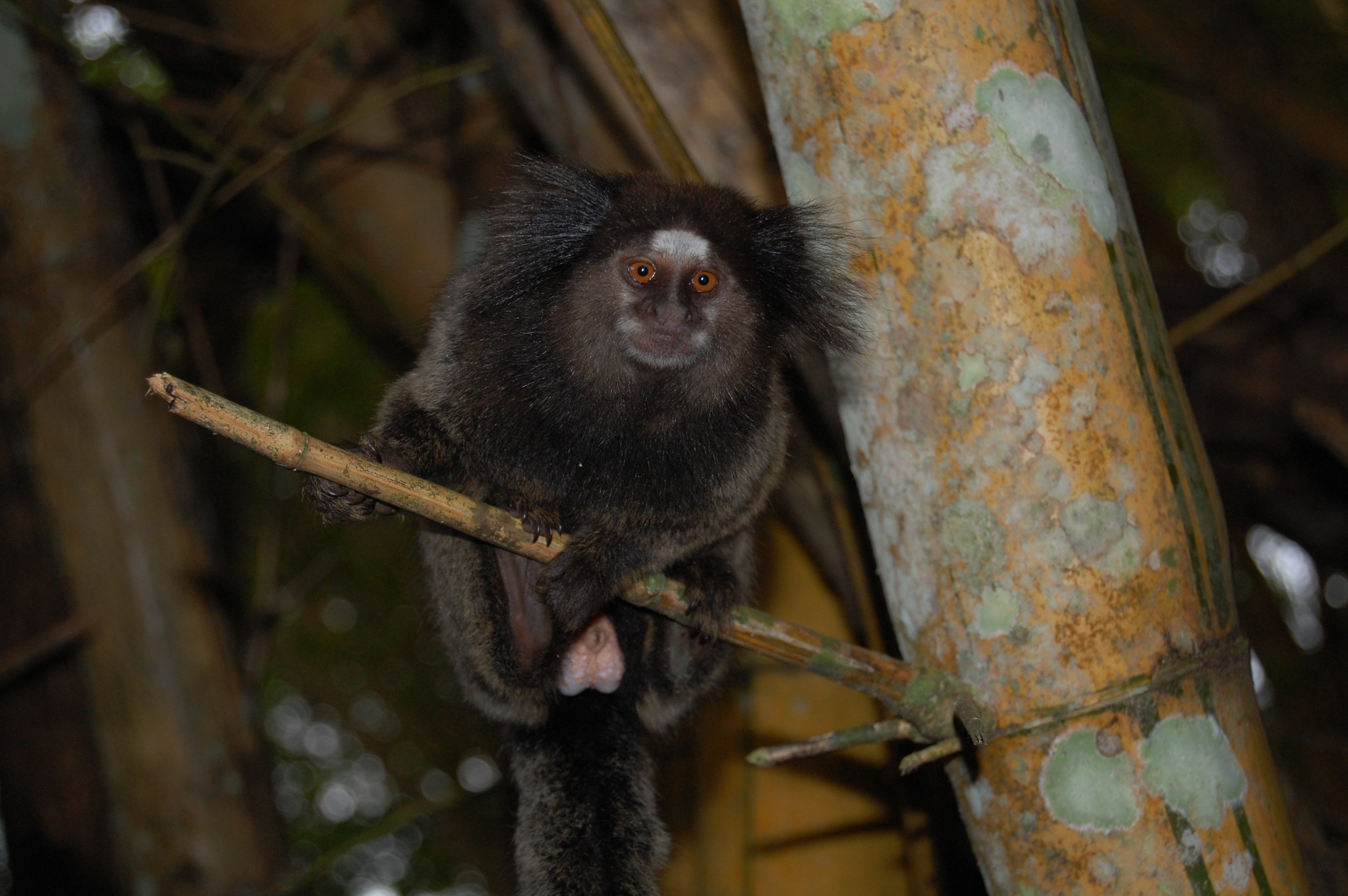 Mico Marmoset Monkey free image download