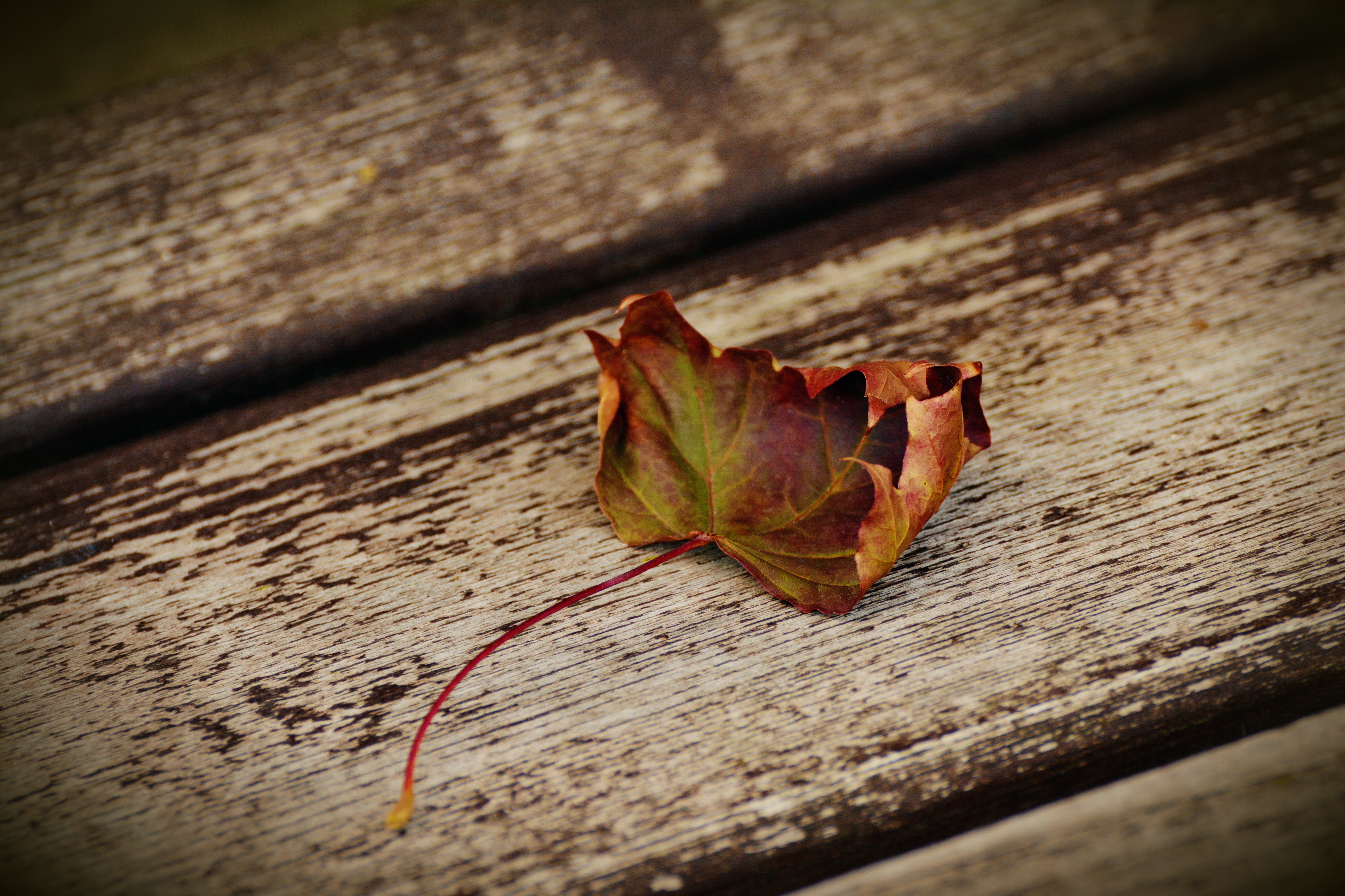 Autumn Leaf Withered Mourning free image download
