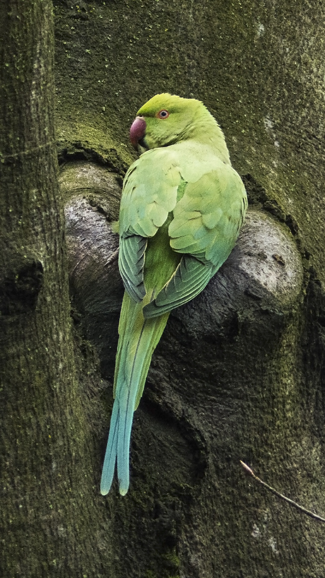 Necked Parakeet Small Alexander free image download
