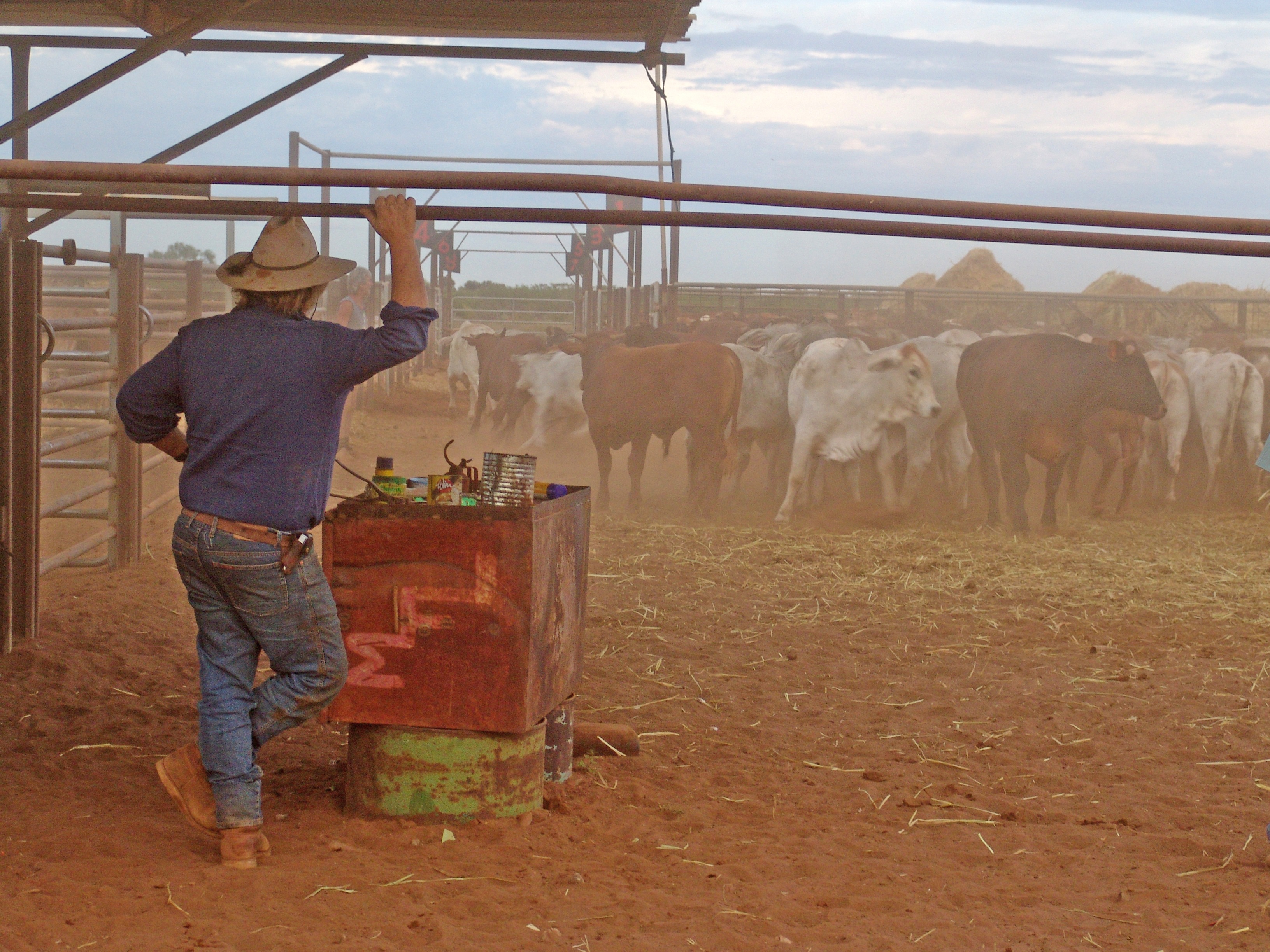Outback Cattle Drover free image download
