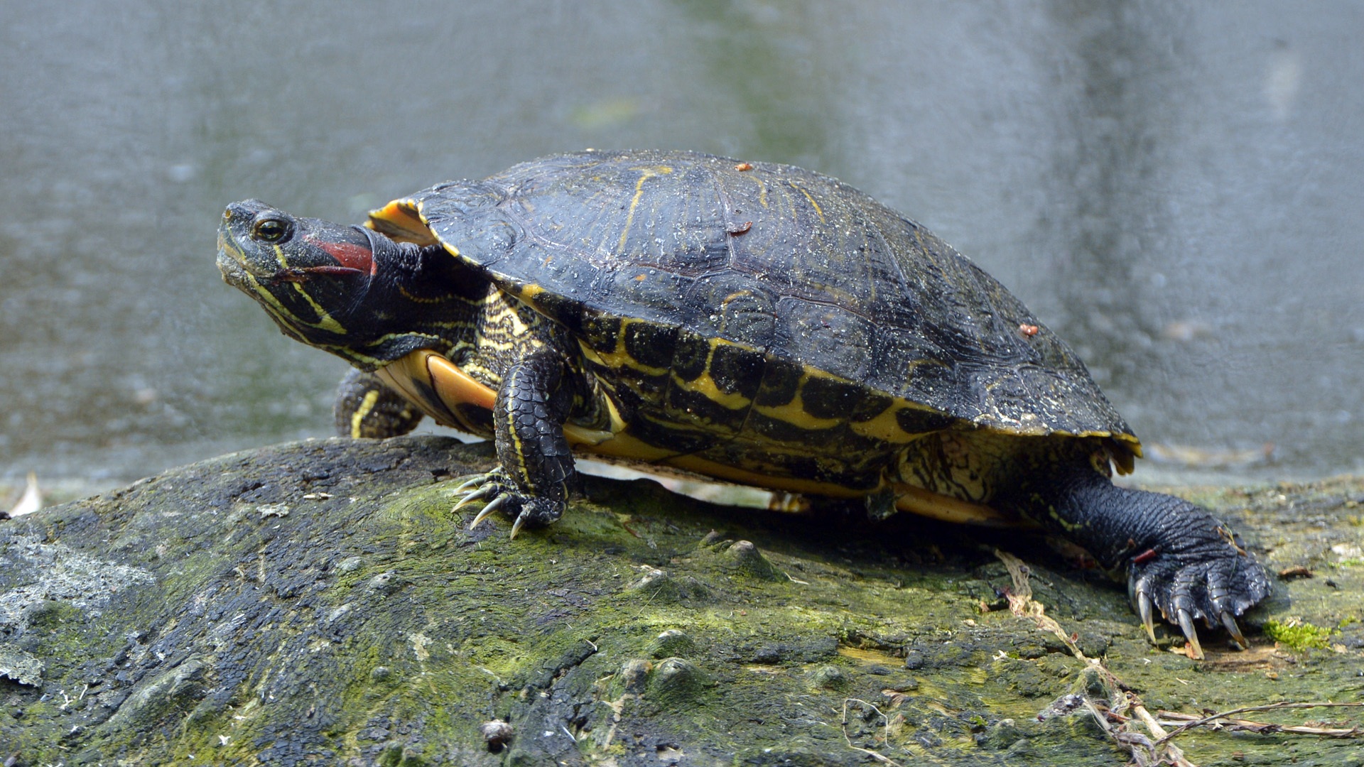 Red-Eared Slider Fishing Pond free image download