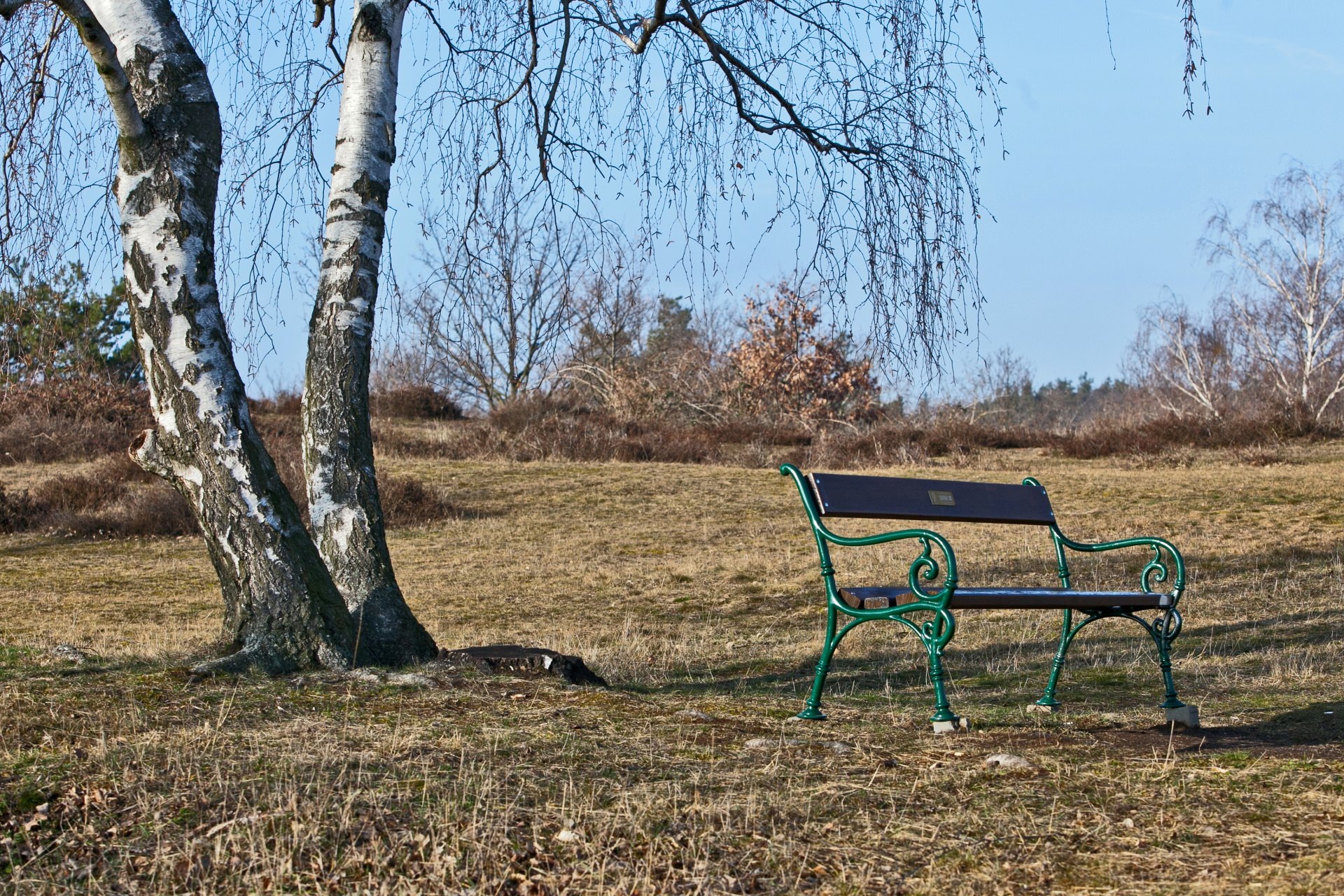 Bench Birch Under A free image download