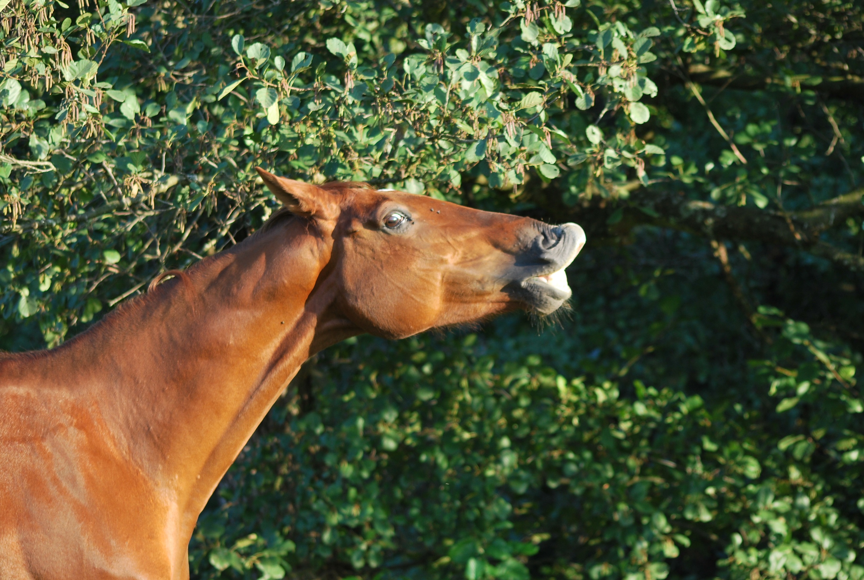Horse Flehmen free image download