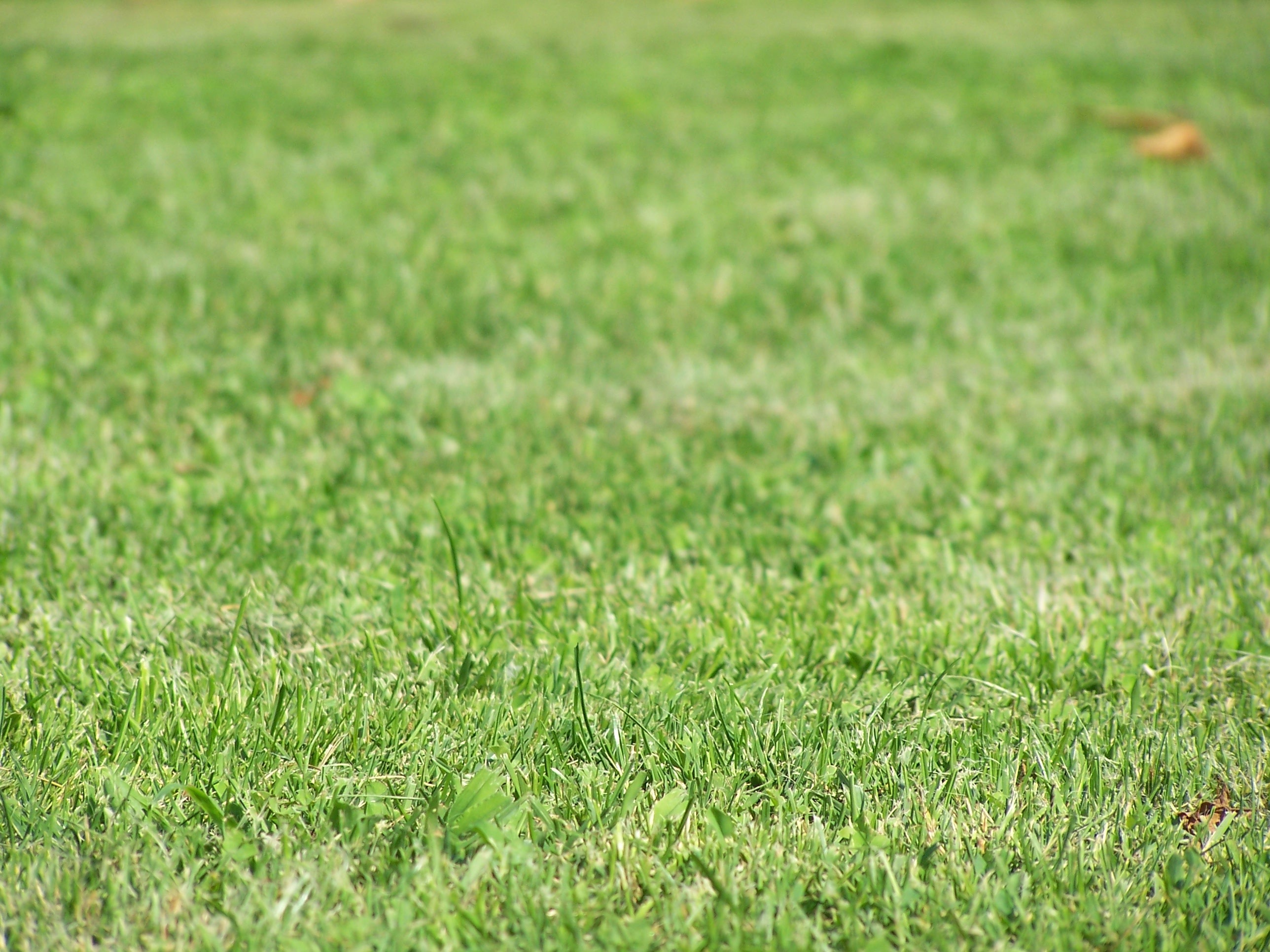 Grass Environment Soil free image download