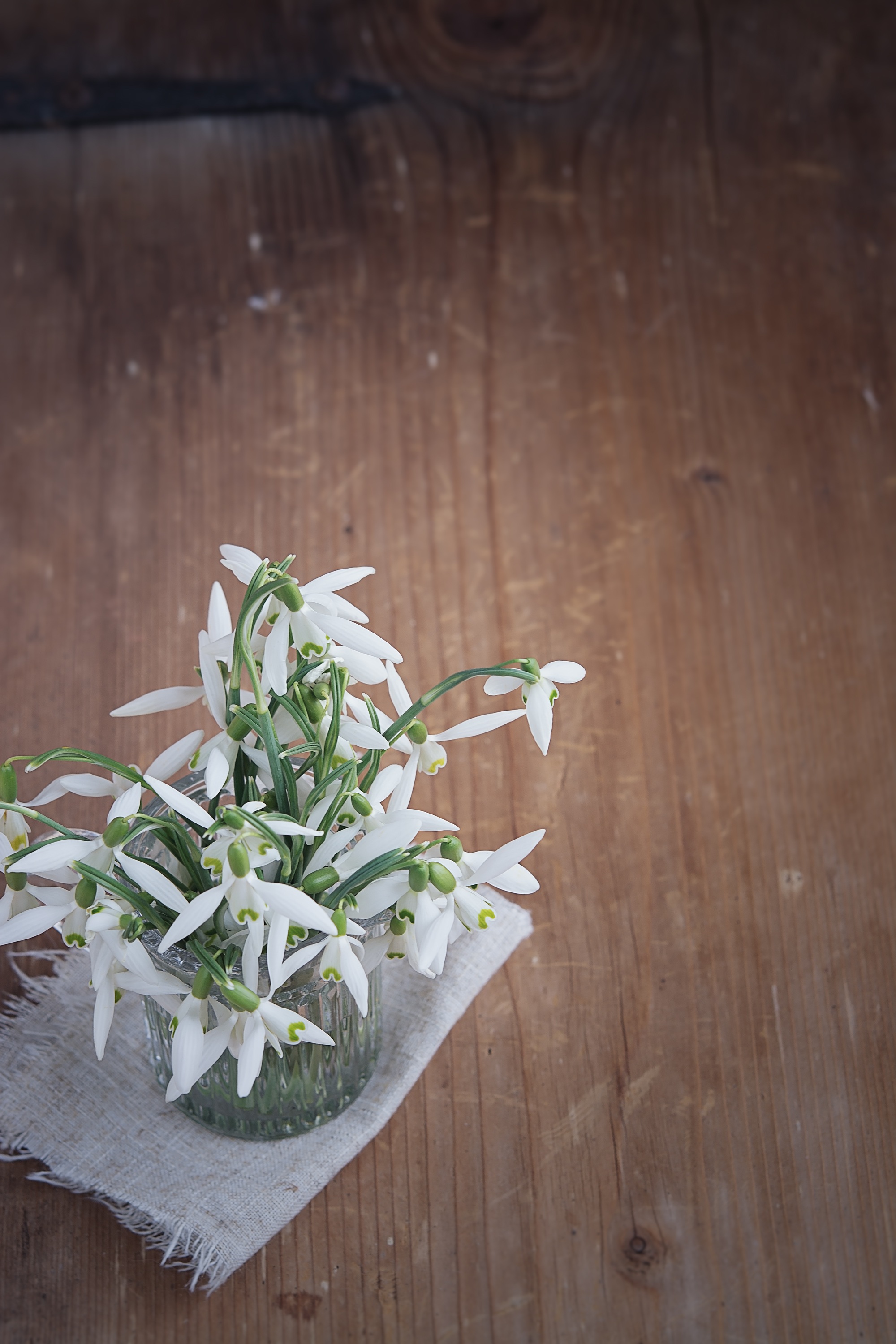 Snowdrop Flowers White Spring free image download