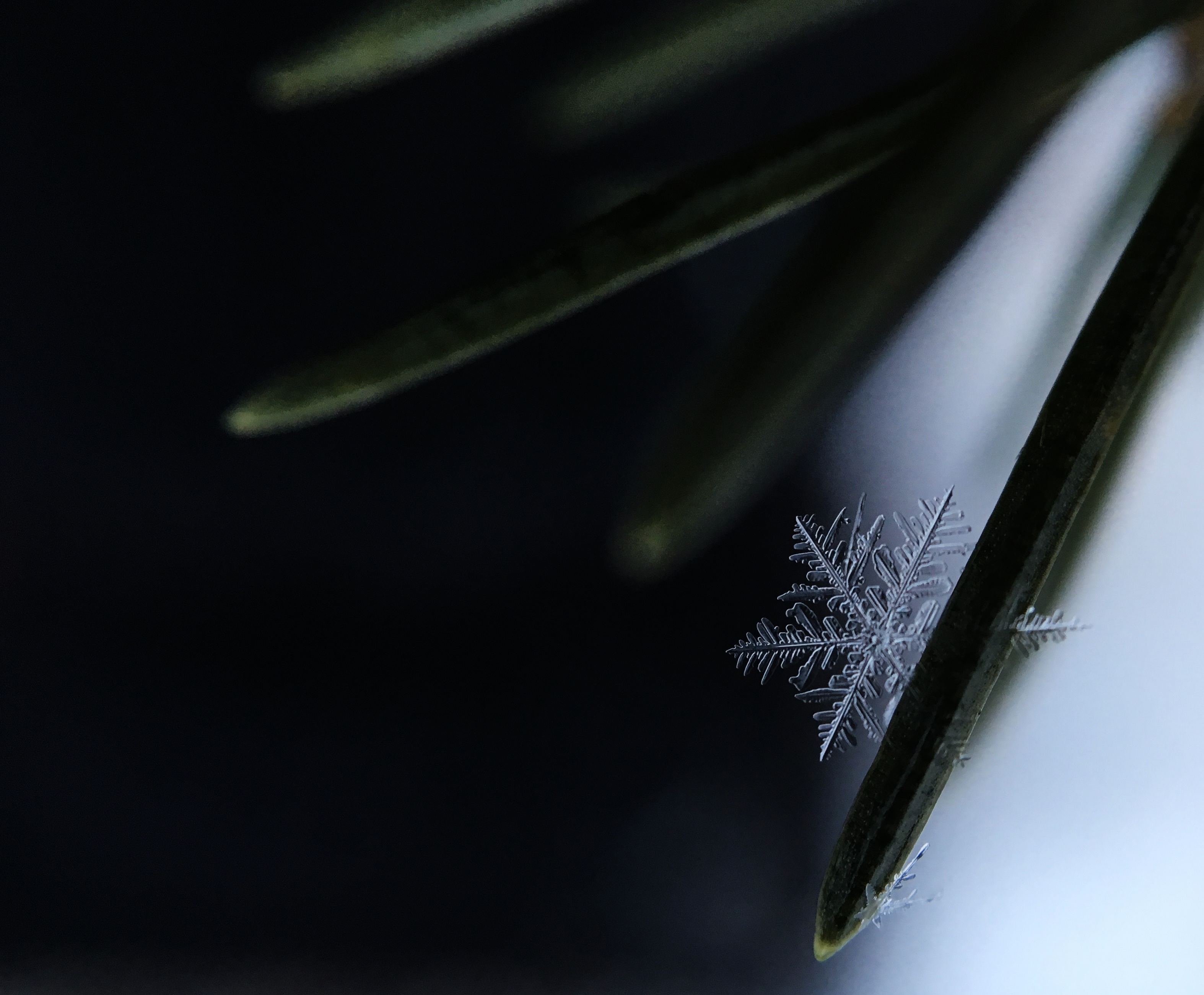 Snowflake Ice Frost free image download