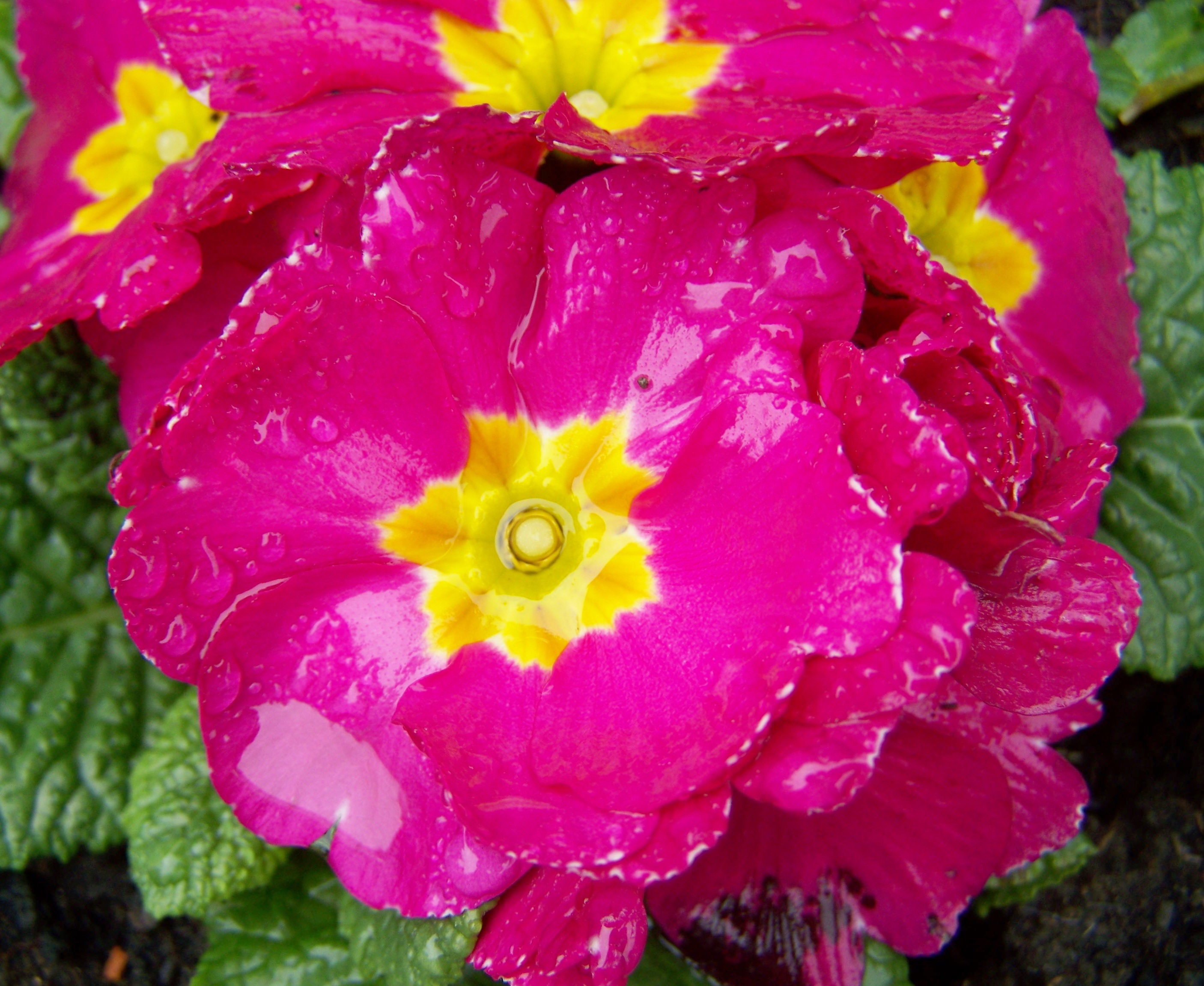 Primula Pink Primrose Spring free image download
