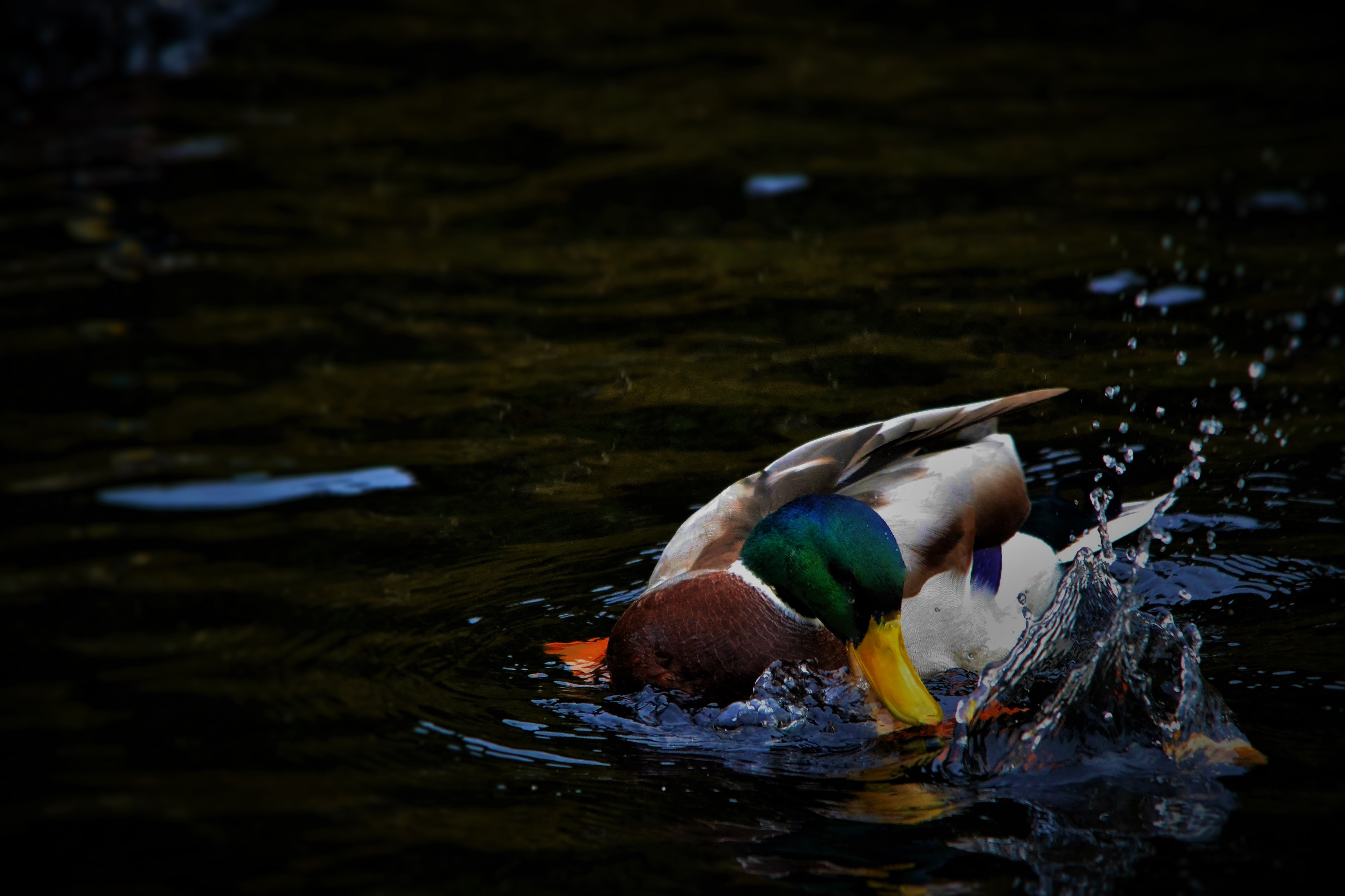 Duck Male Splashing free image download