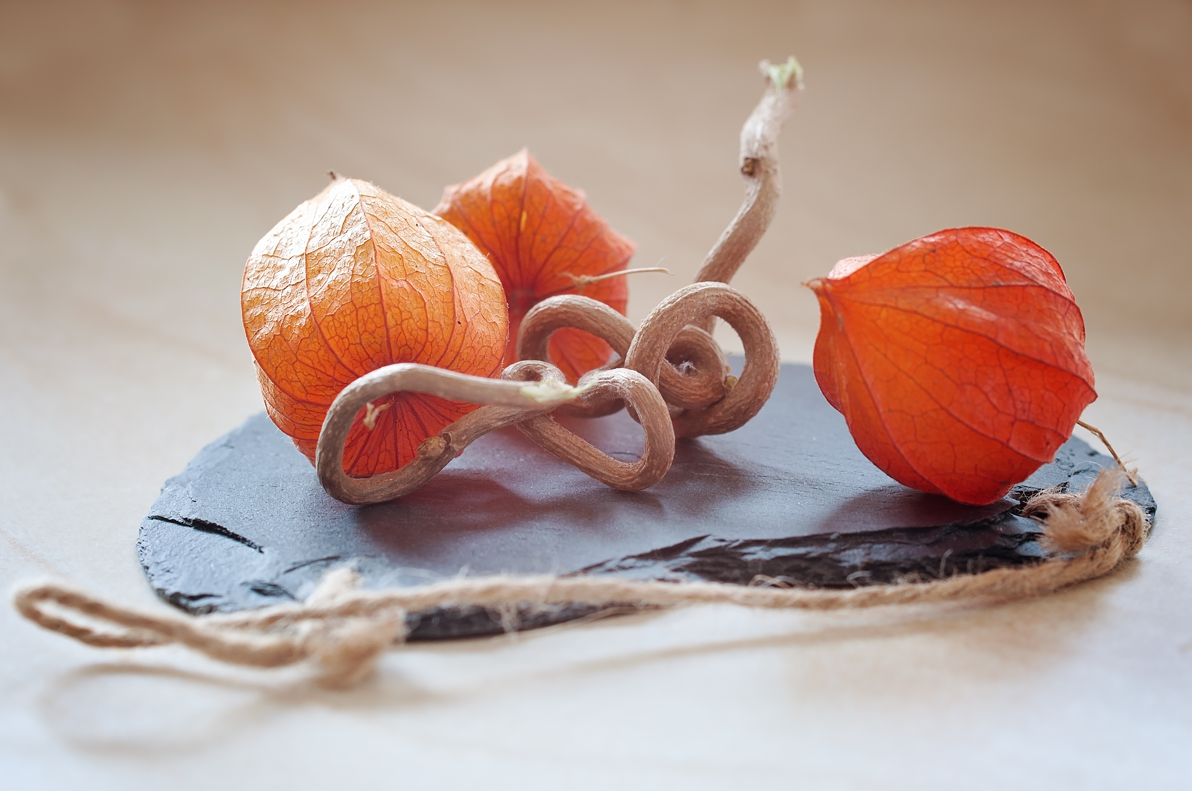 Physalis Lampionblume Andes Berry free image download
