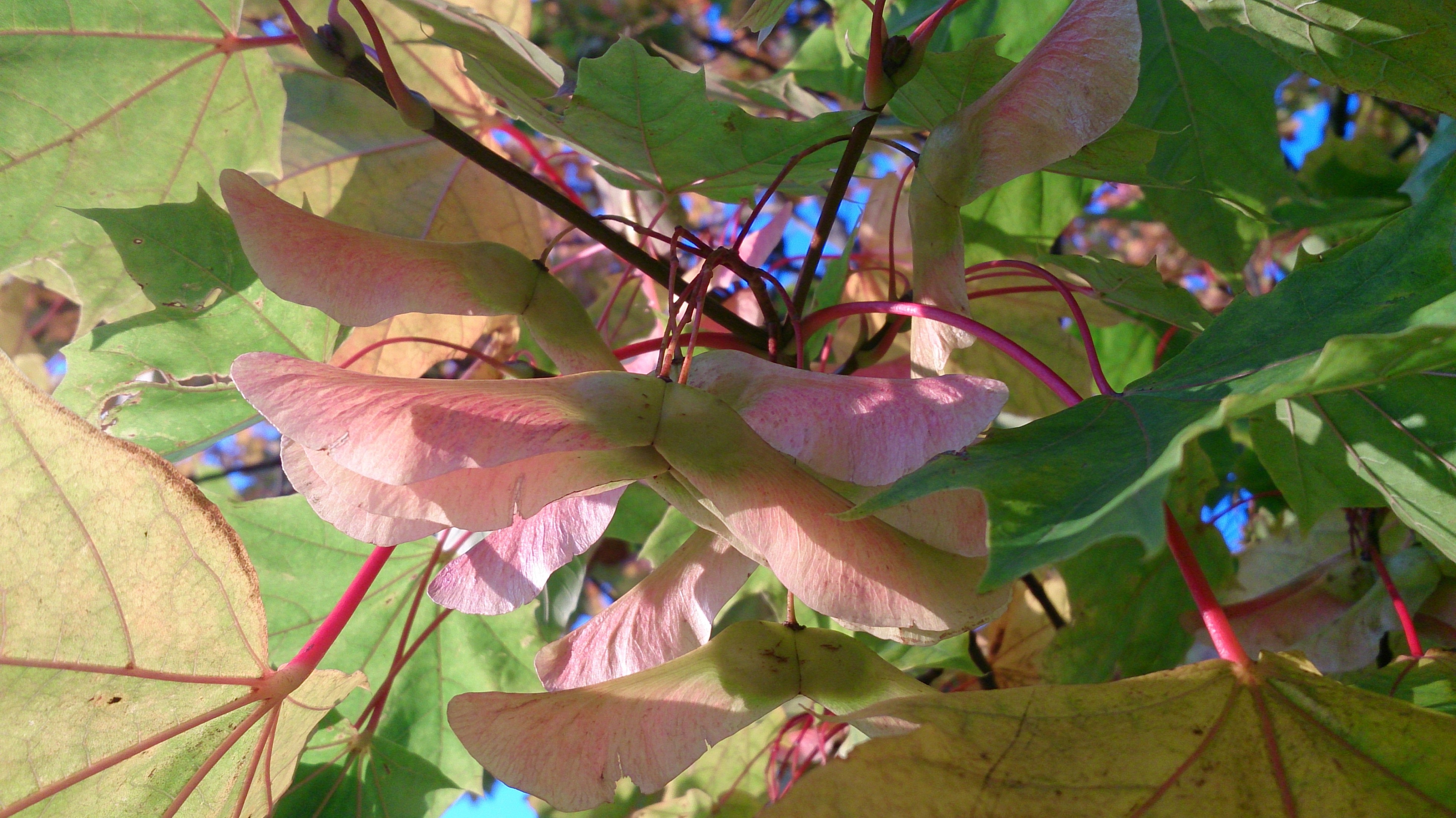 Maple Autumn Nose free image download