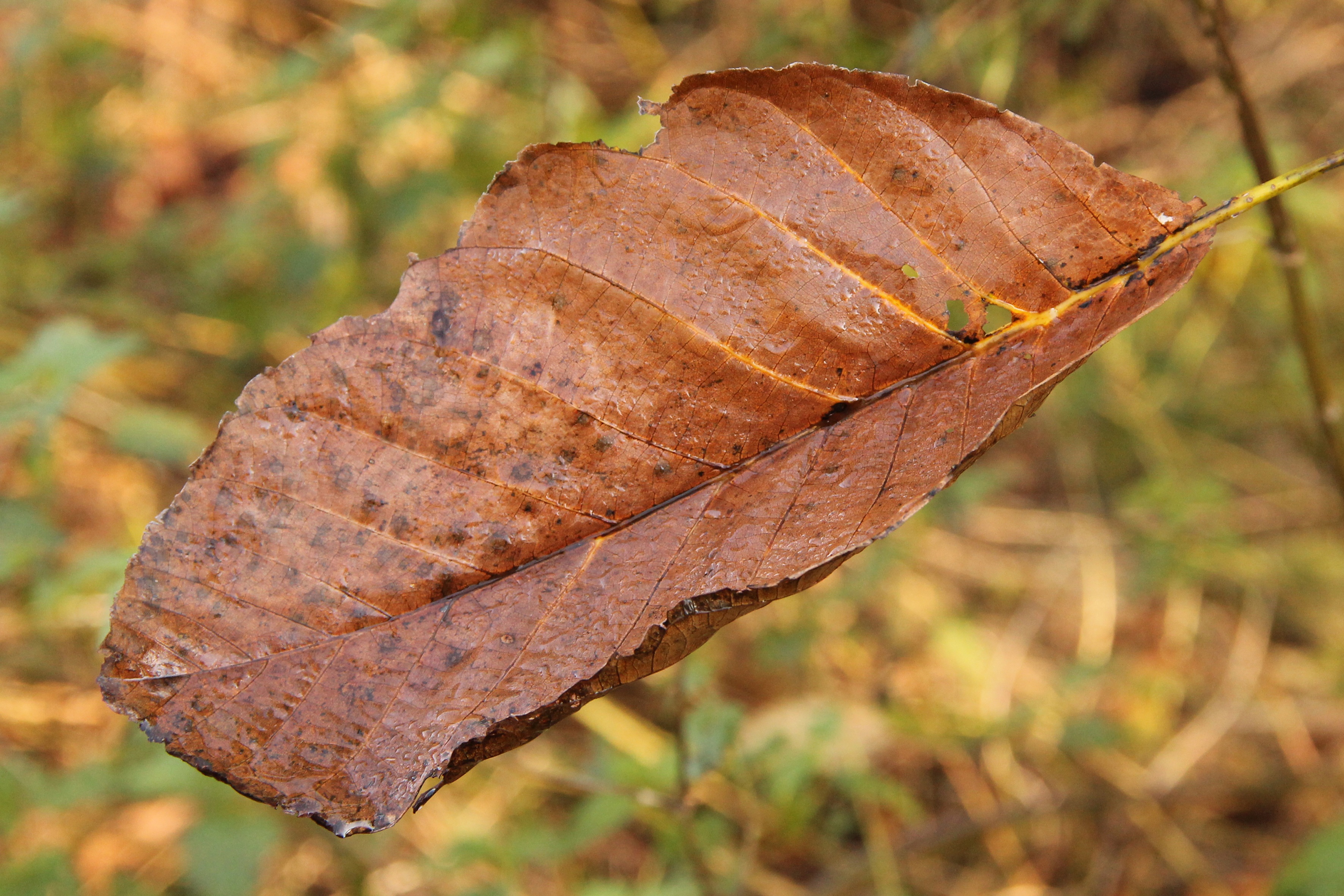 Leaves Fall Foliage Color free image download