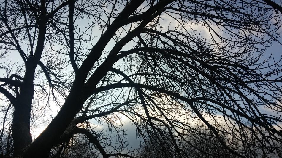 Poland November Tree free image download