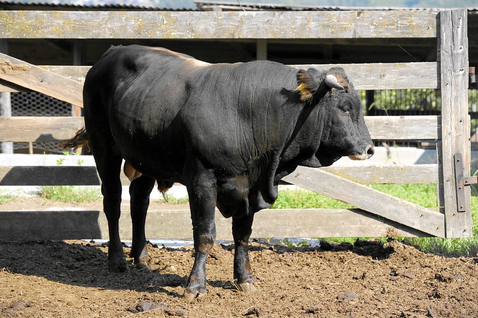 Bull Beef Livestock free image download