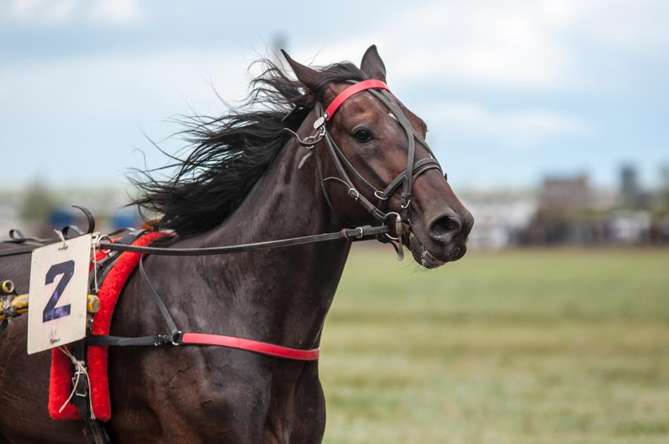 Racing Horse with number 2 on side free image download
