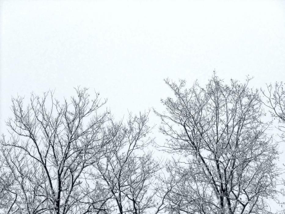 Twigs Trees Winter free image download
