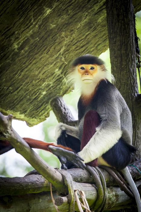 Monkey Douc Langur free image download