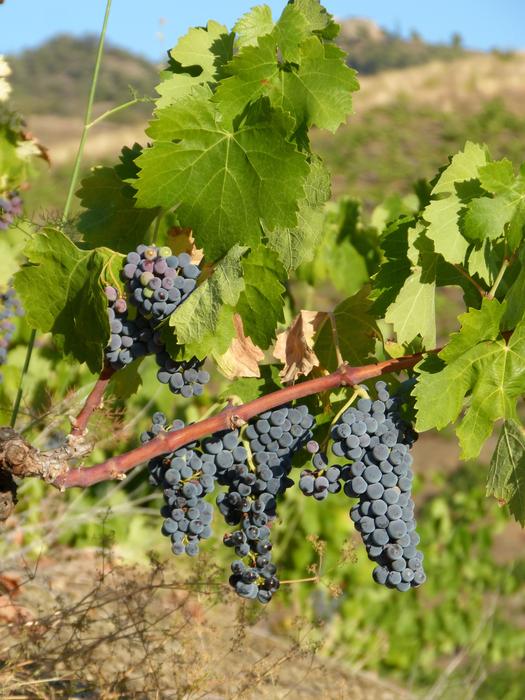 Priorat Vineyard Vine free image download