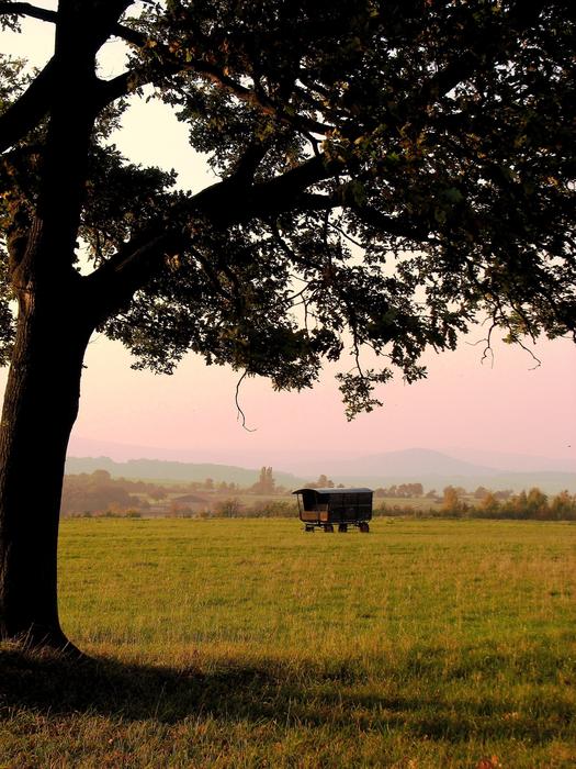 Tree Wagon Evening Light free image download