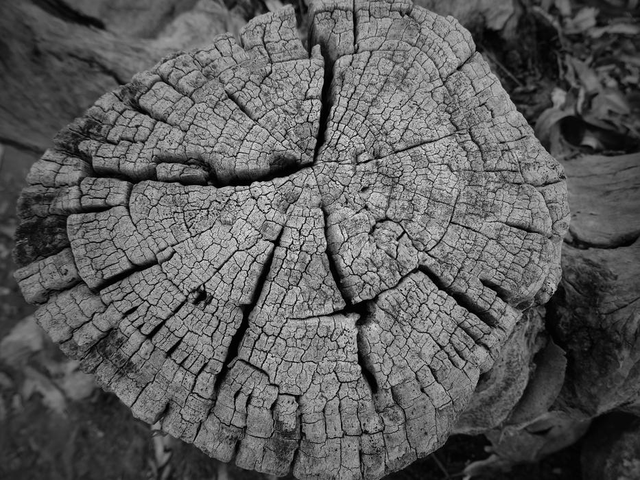 Cut Trunk Wood free image download