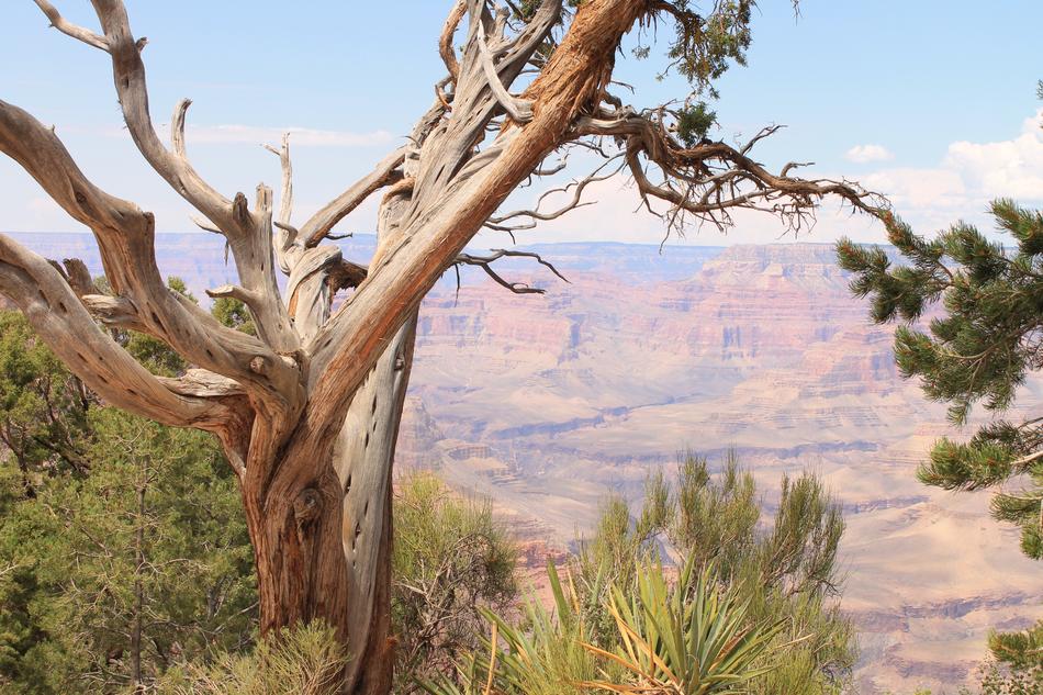 Dry trees in the desert free image download