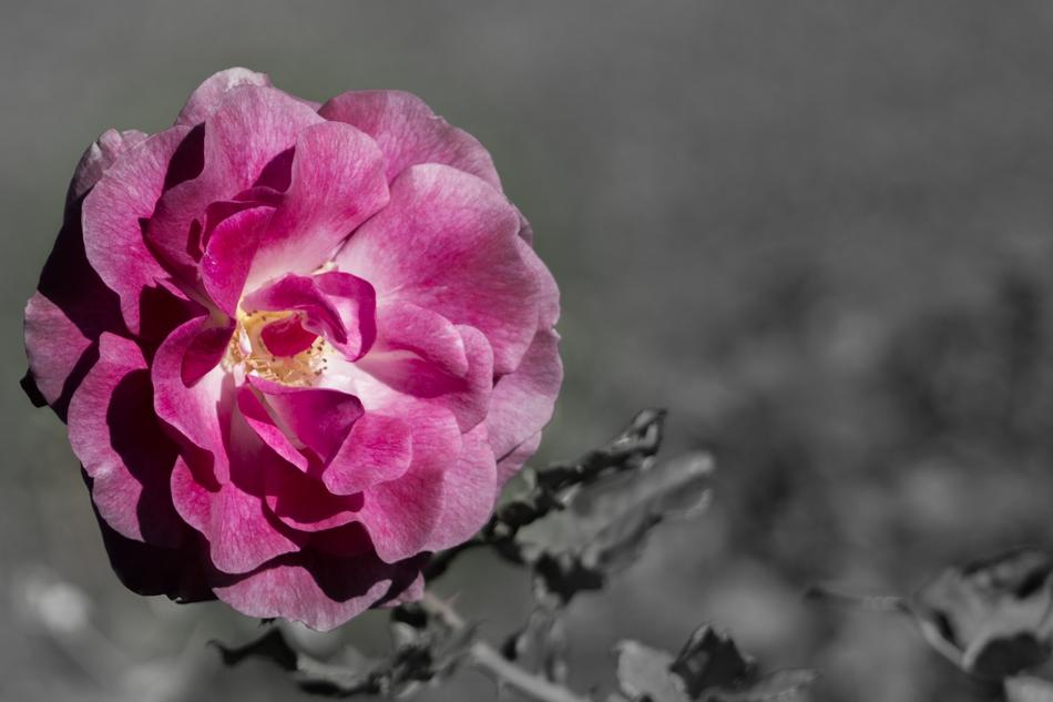 Rose Spot Art Elegant Dash free image download