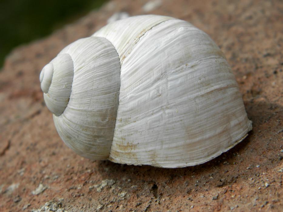 Conch White Snail free image download
