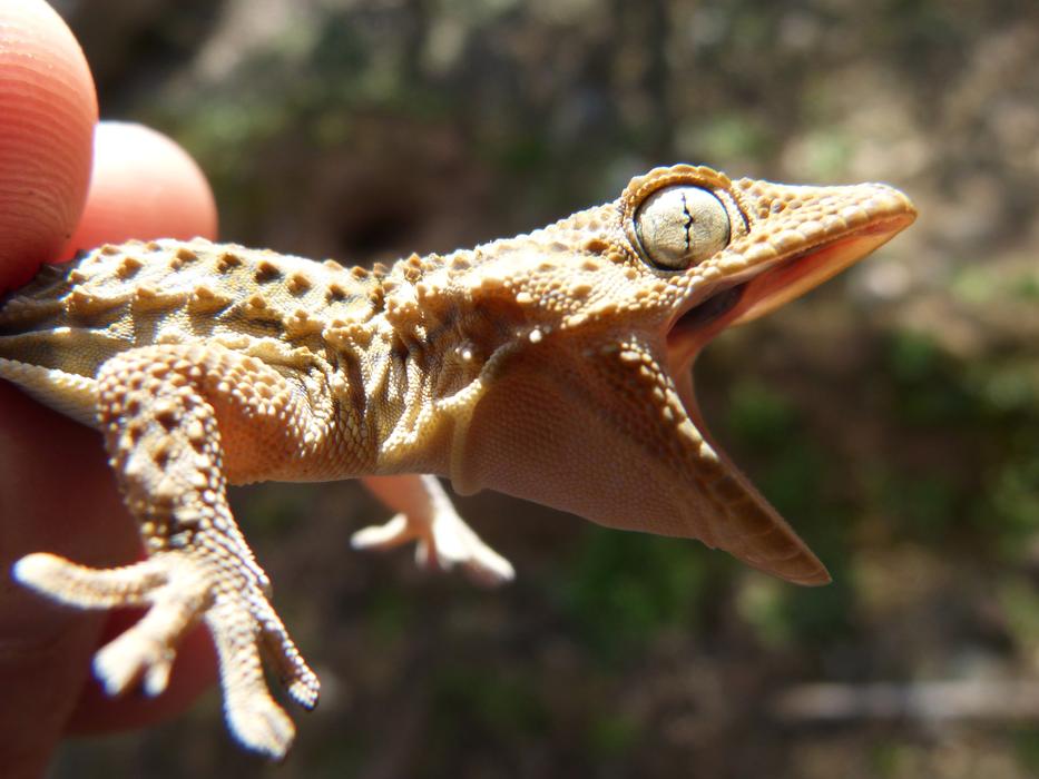 Gecko Dragon Lizard free image download