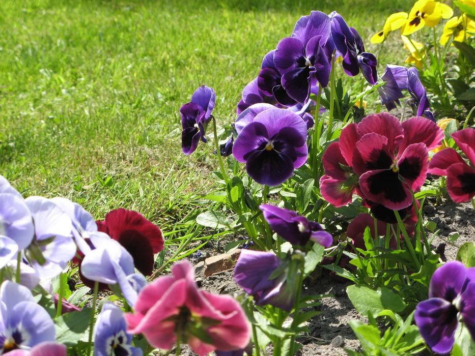 Flowers Pansies Spring free image download