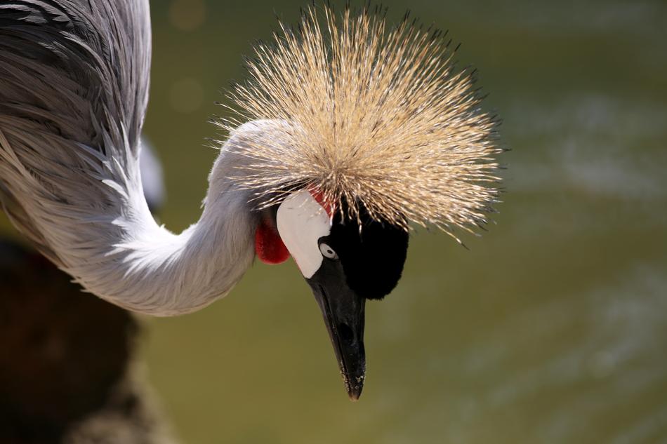 Crowned Crane Crown Crest free image download