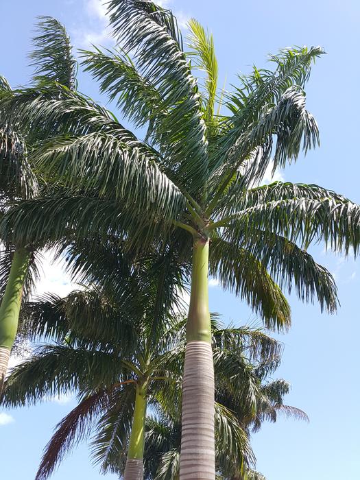 Palm Trees Sky Zanzibar free image download