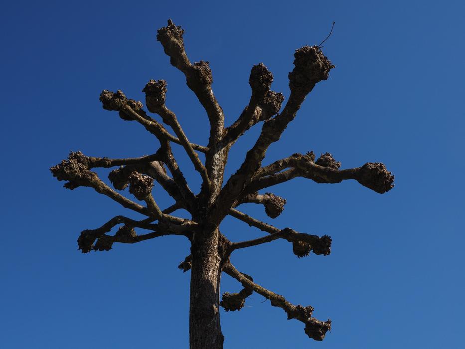 Sycamore Beschnitten Cut free image download