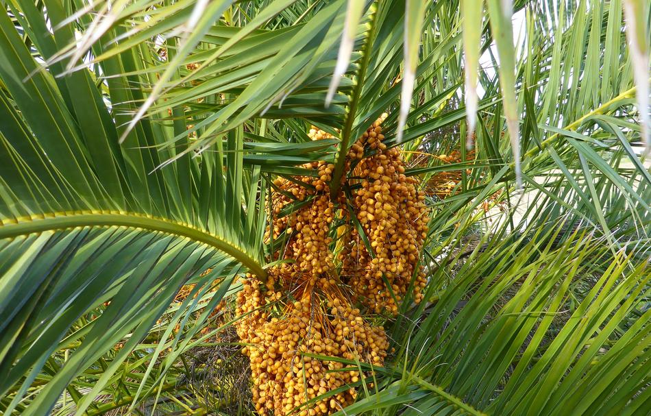 Tropical berries on a palm tree free image download