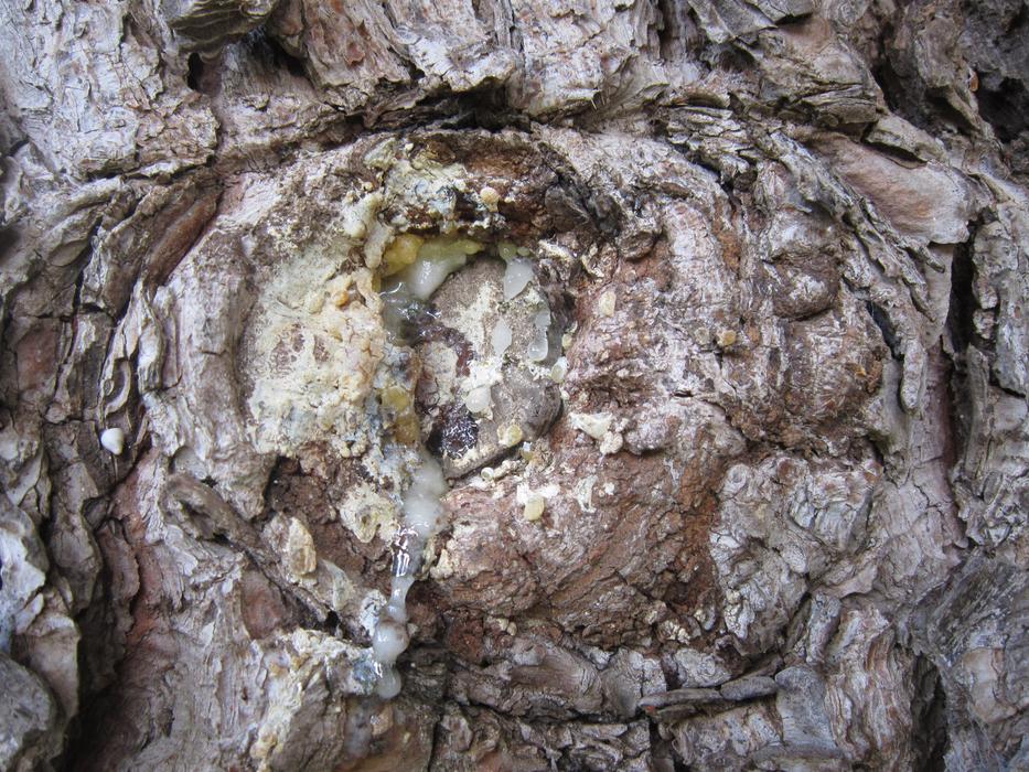 Wound Resin Injury free image download