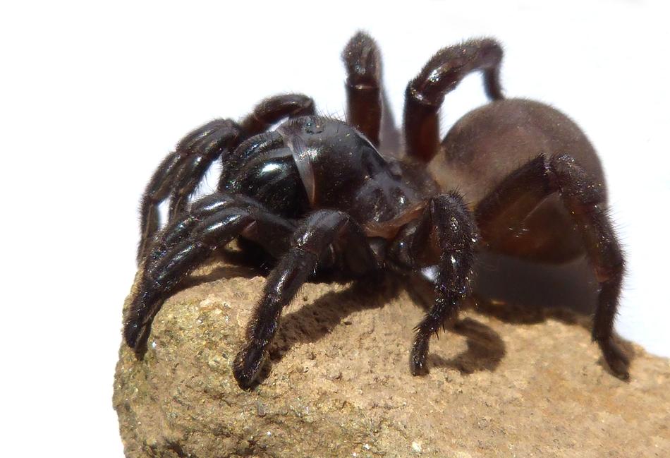 Spider Tarantula Arachnid Hairy free image download