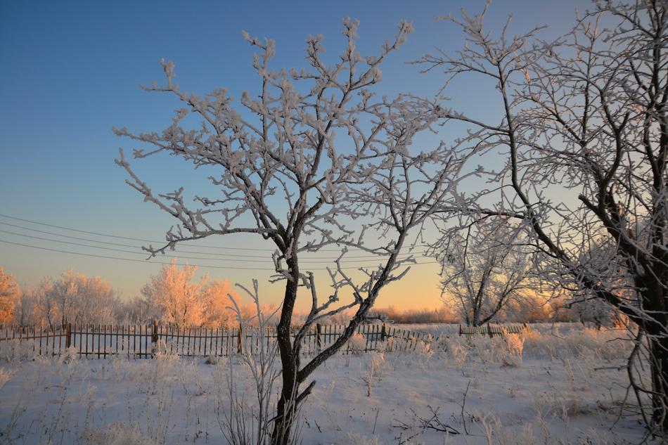 Snow trees in the field free image download