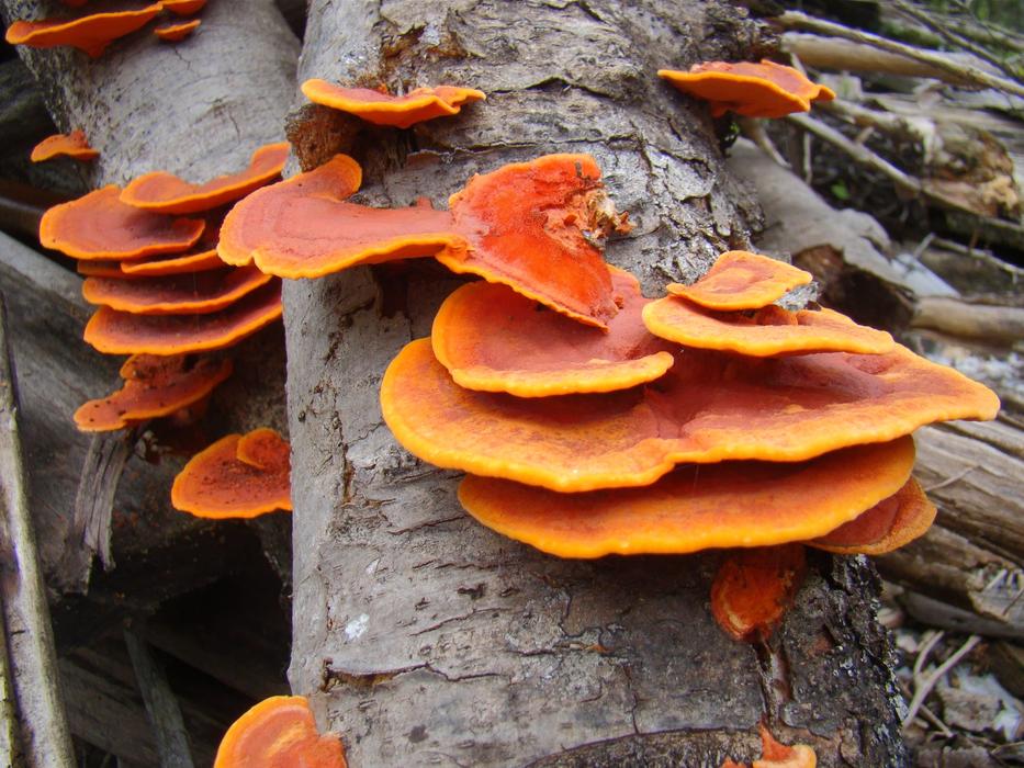 Fungus Trunk Ear Nerve free image download