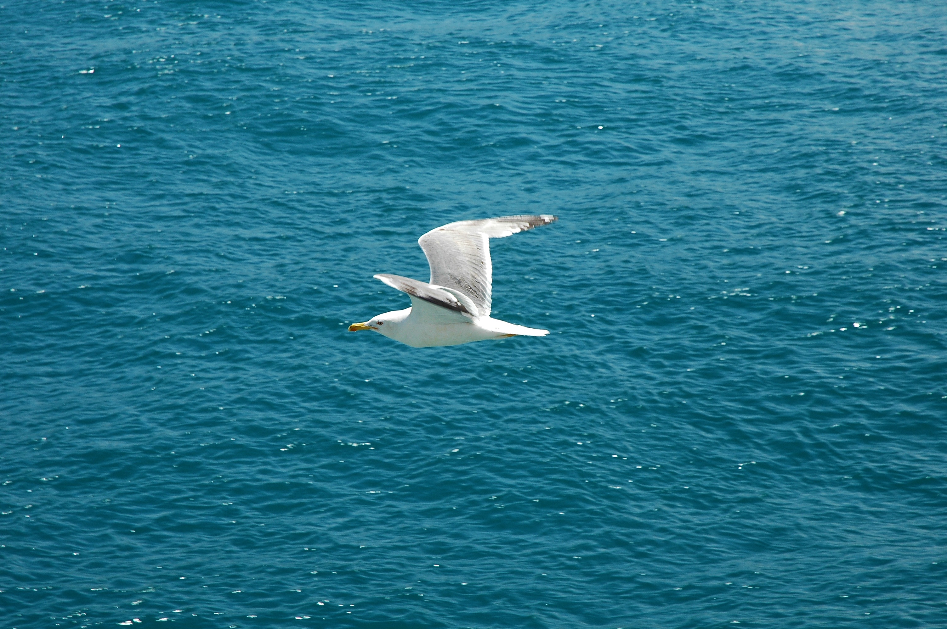 Marine Seagull free image download