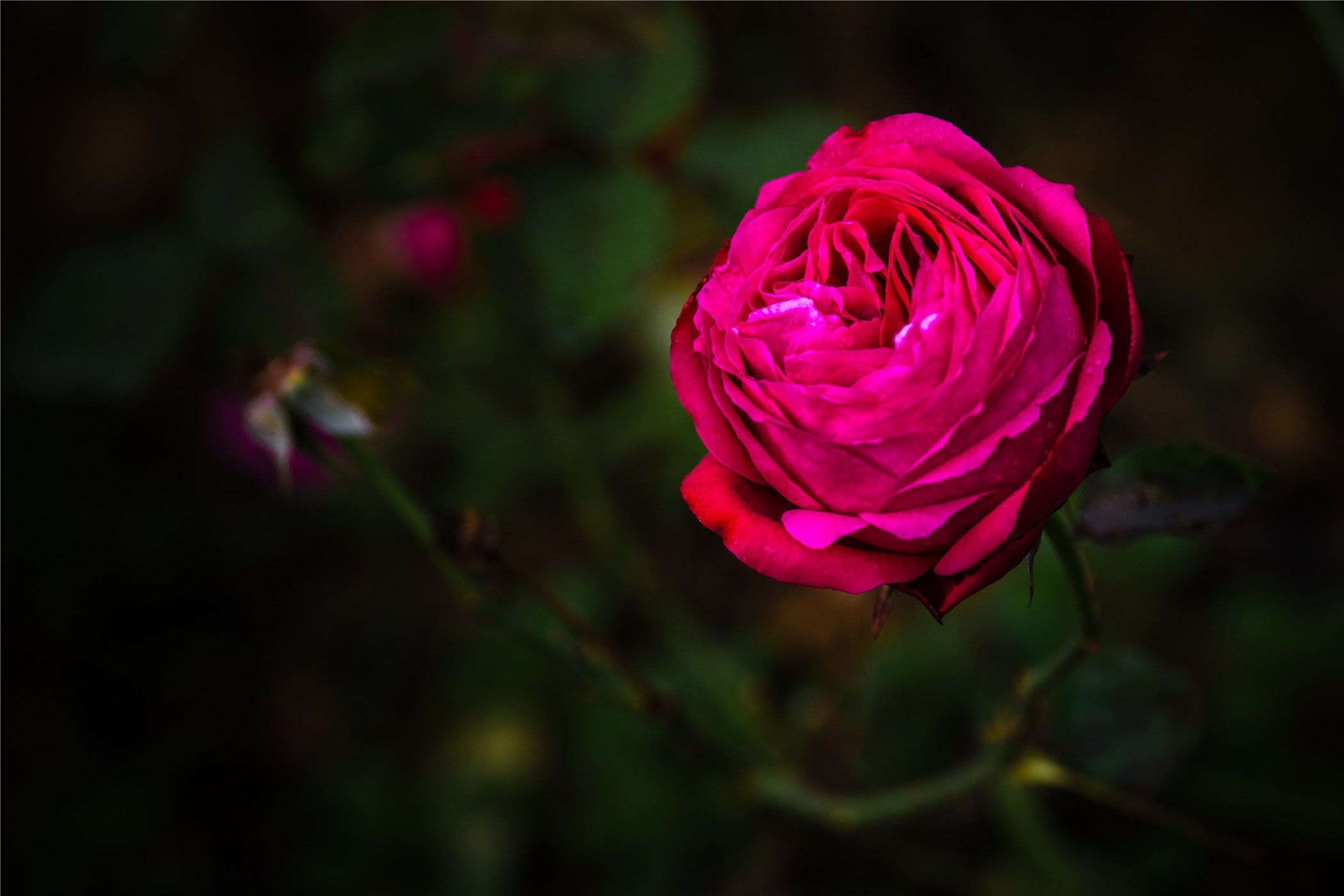 Lonely gorgeous flower free image download