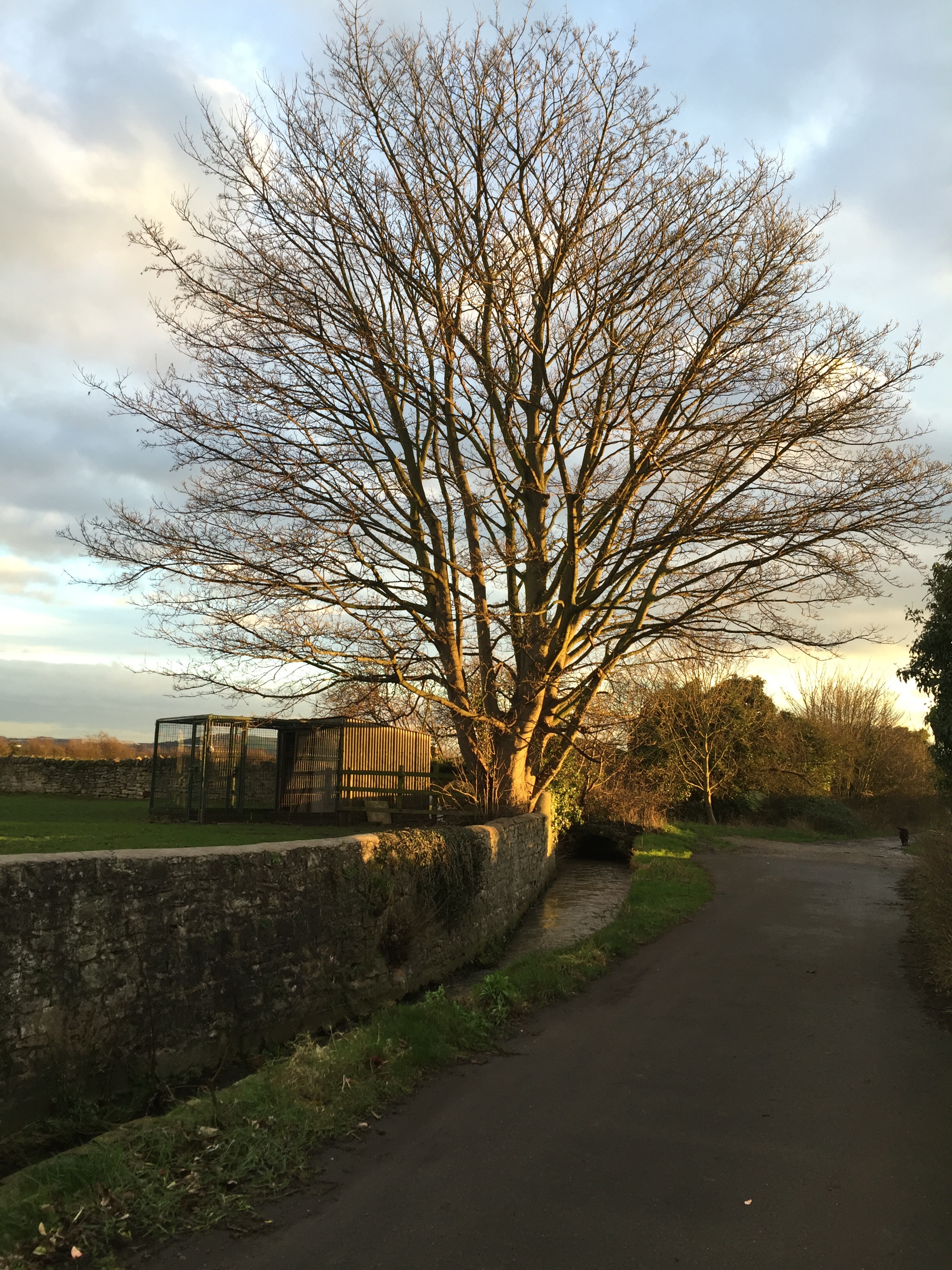 Tree Country Lane Pathway free image download