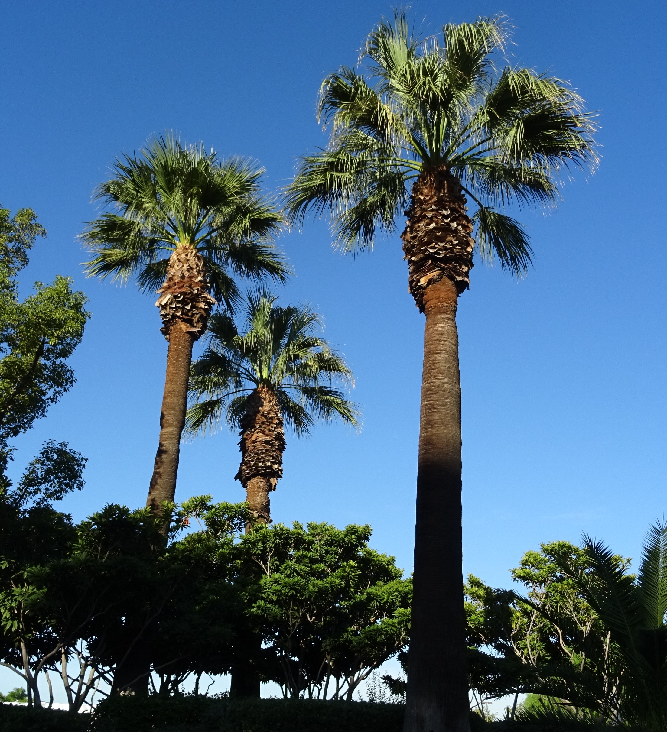 Palm Tree Washingtonia Filifera free image download