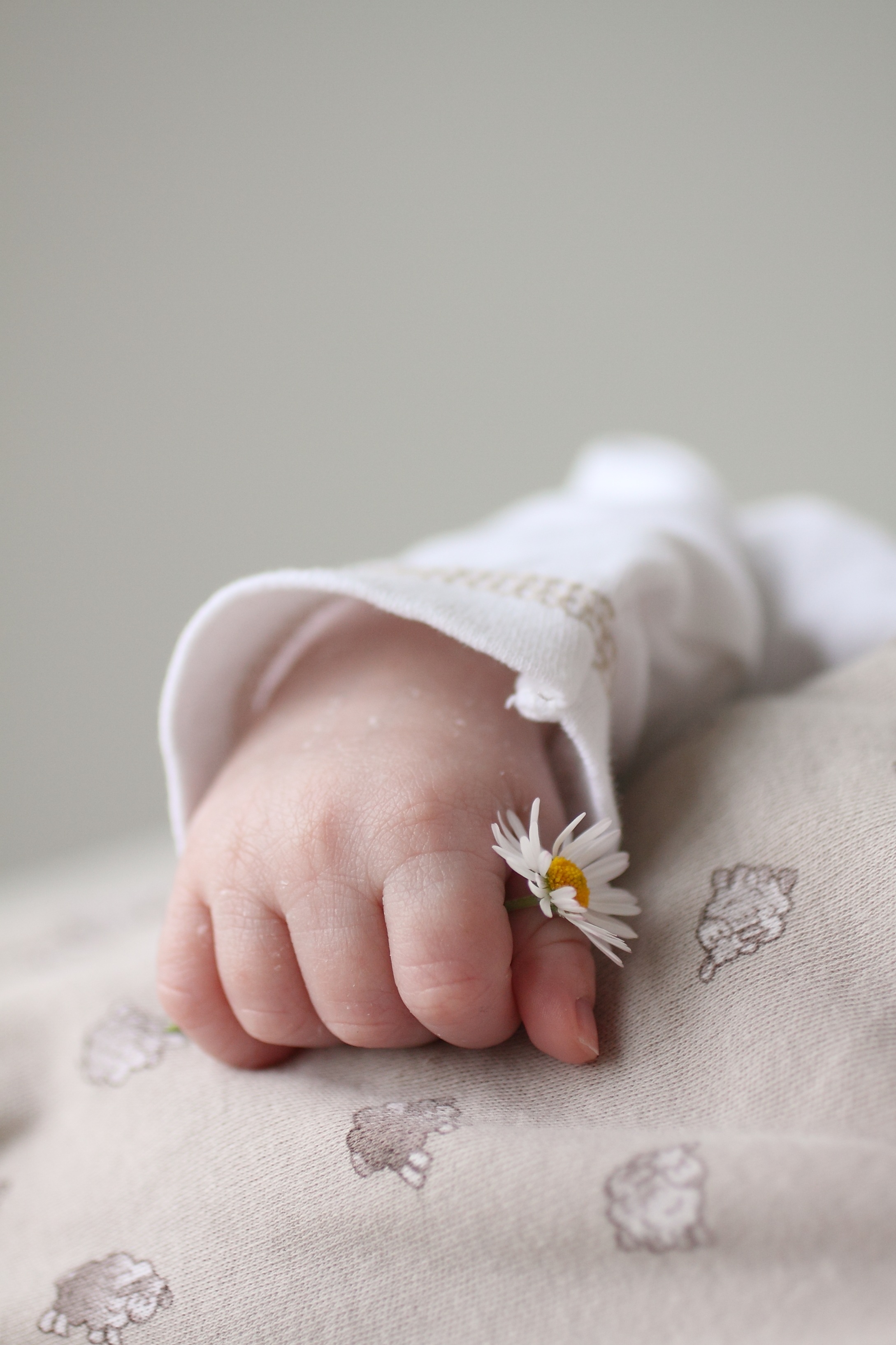 Baby cute hand with a daisy free image download