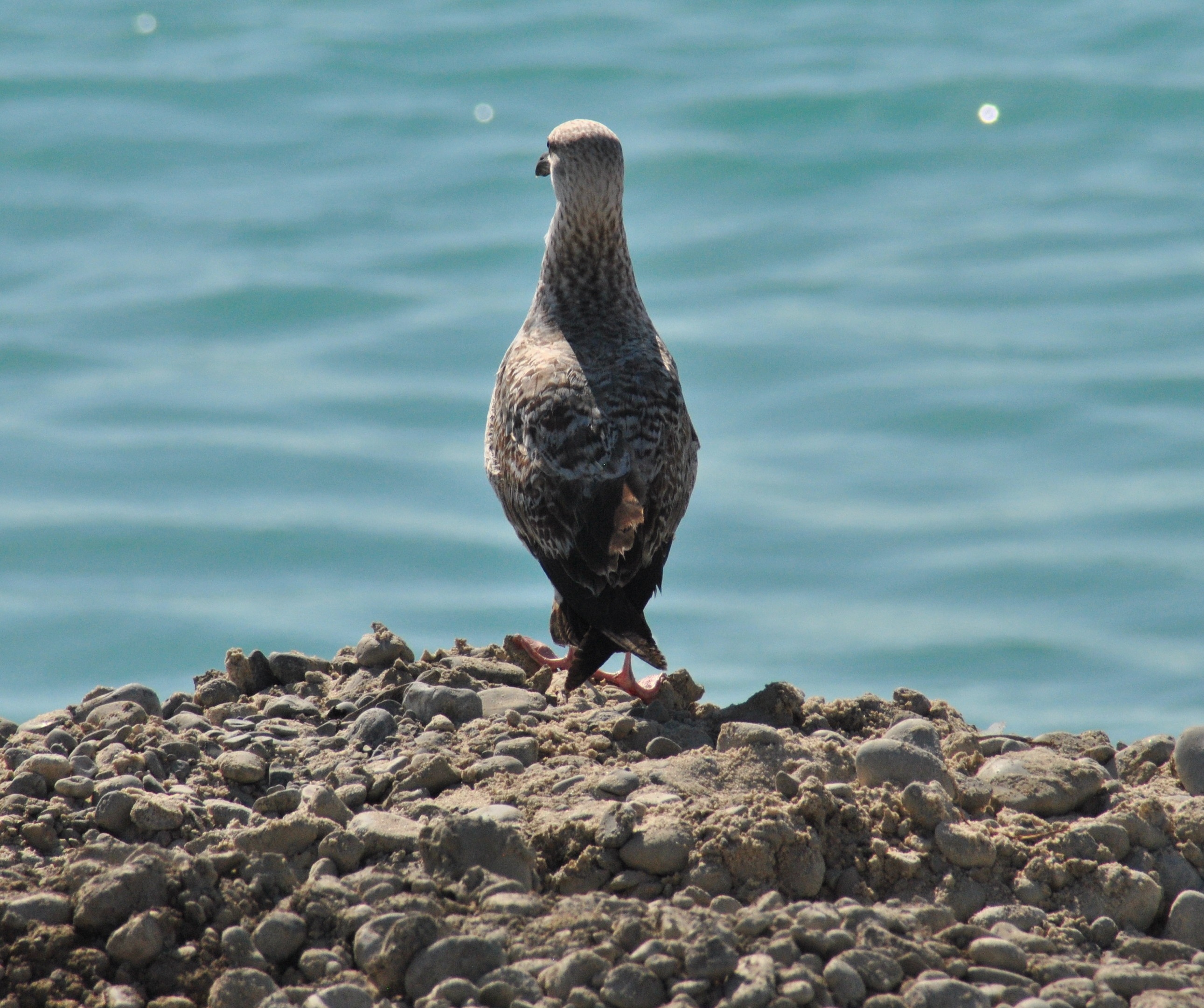 Gull At Sea Seagull free image download