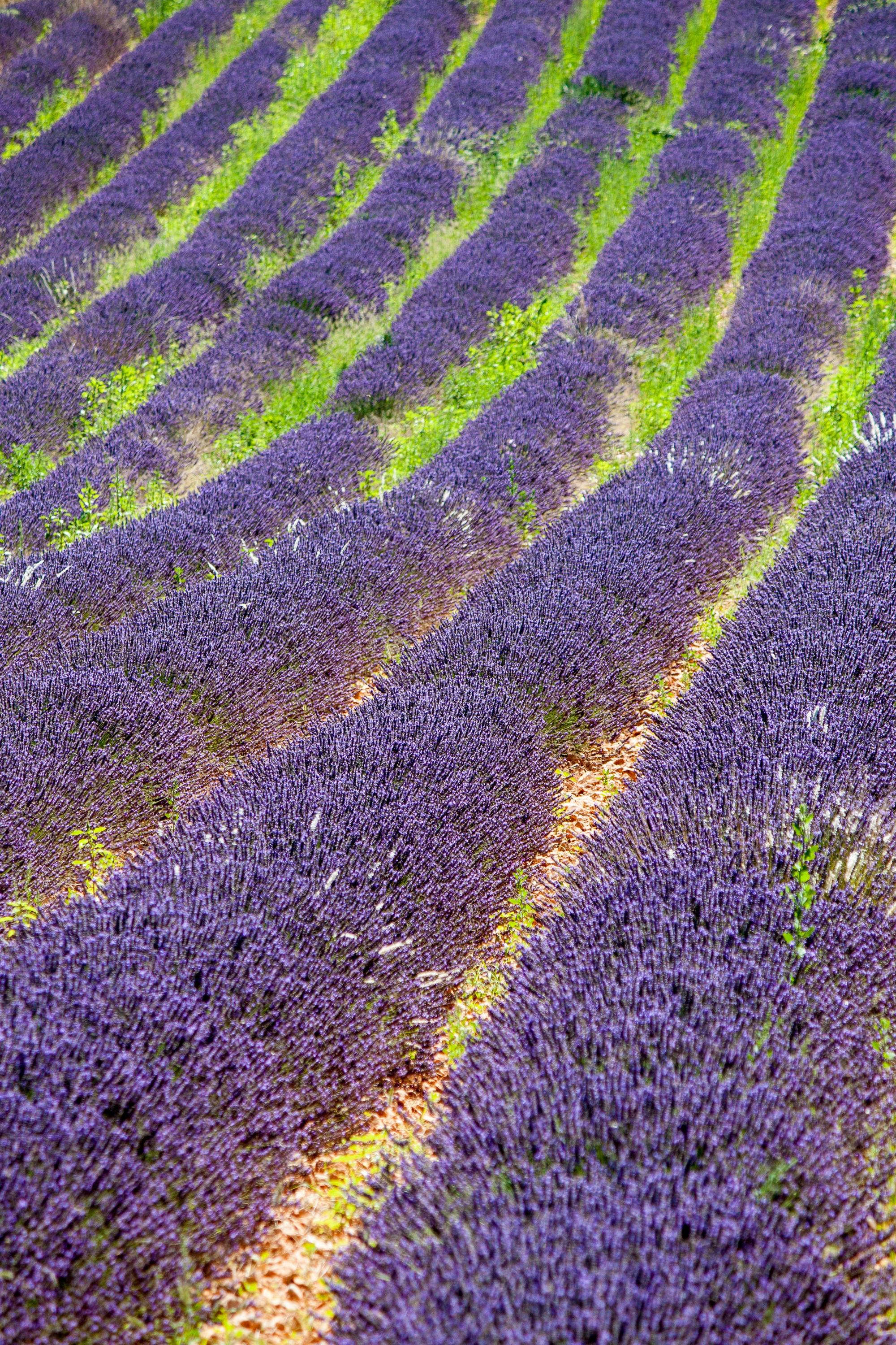 Lavender Violet fields in Provence free image download