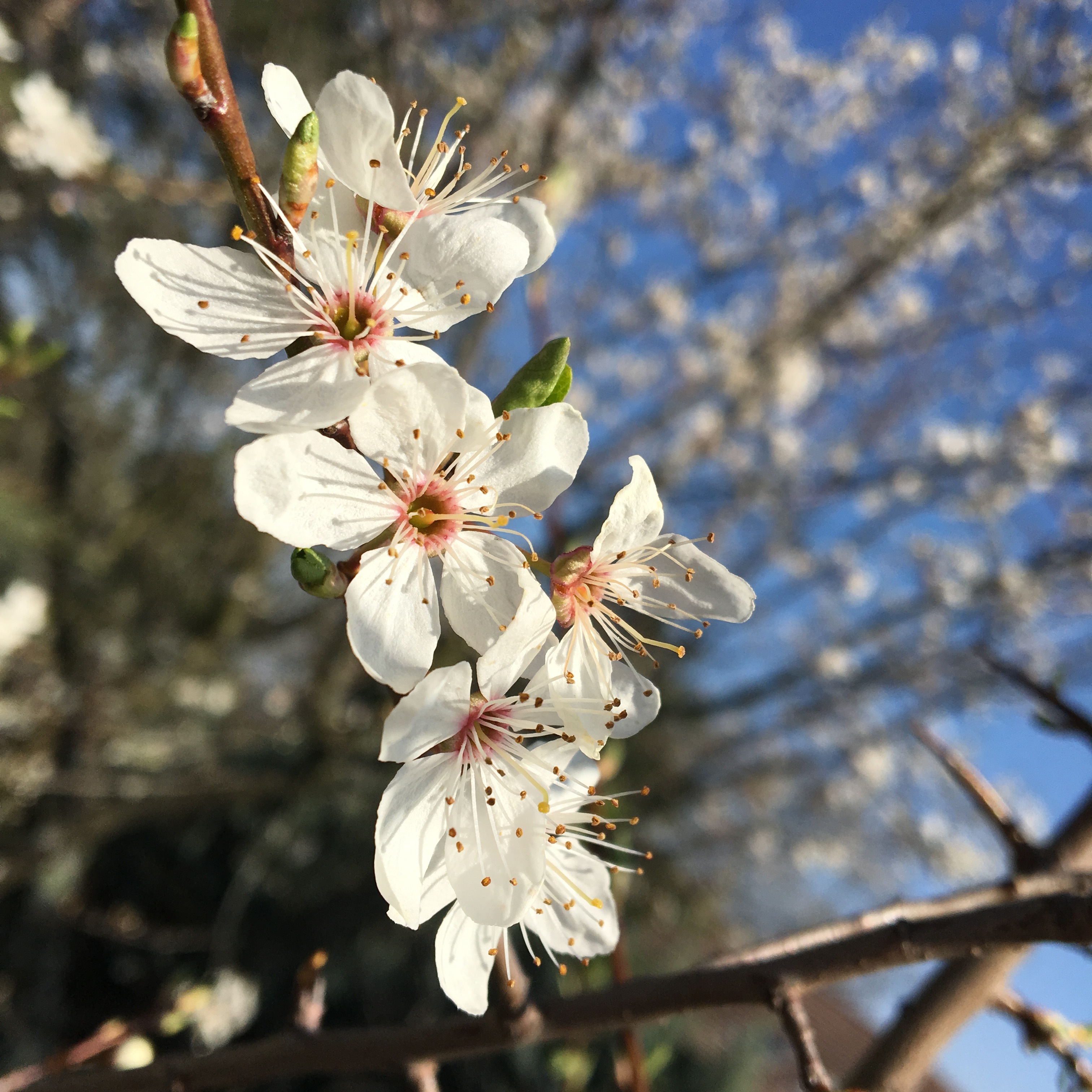 Flowers Cherry Spring free image download