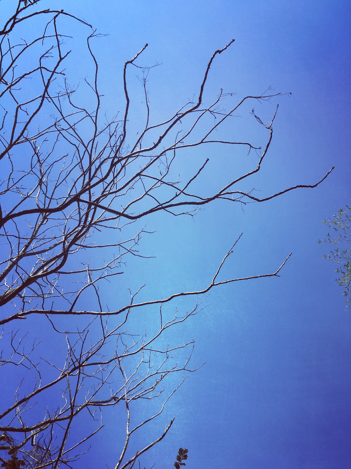 Blue Sky Branch free image download