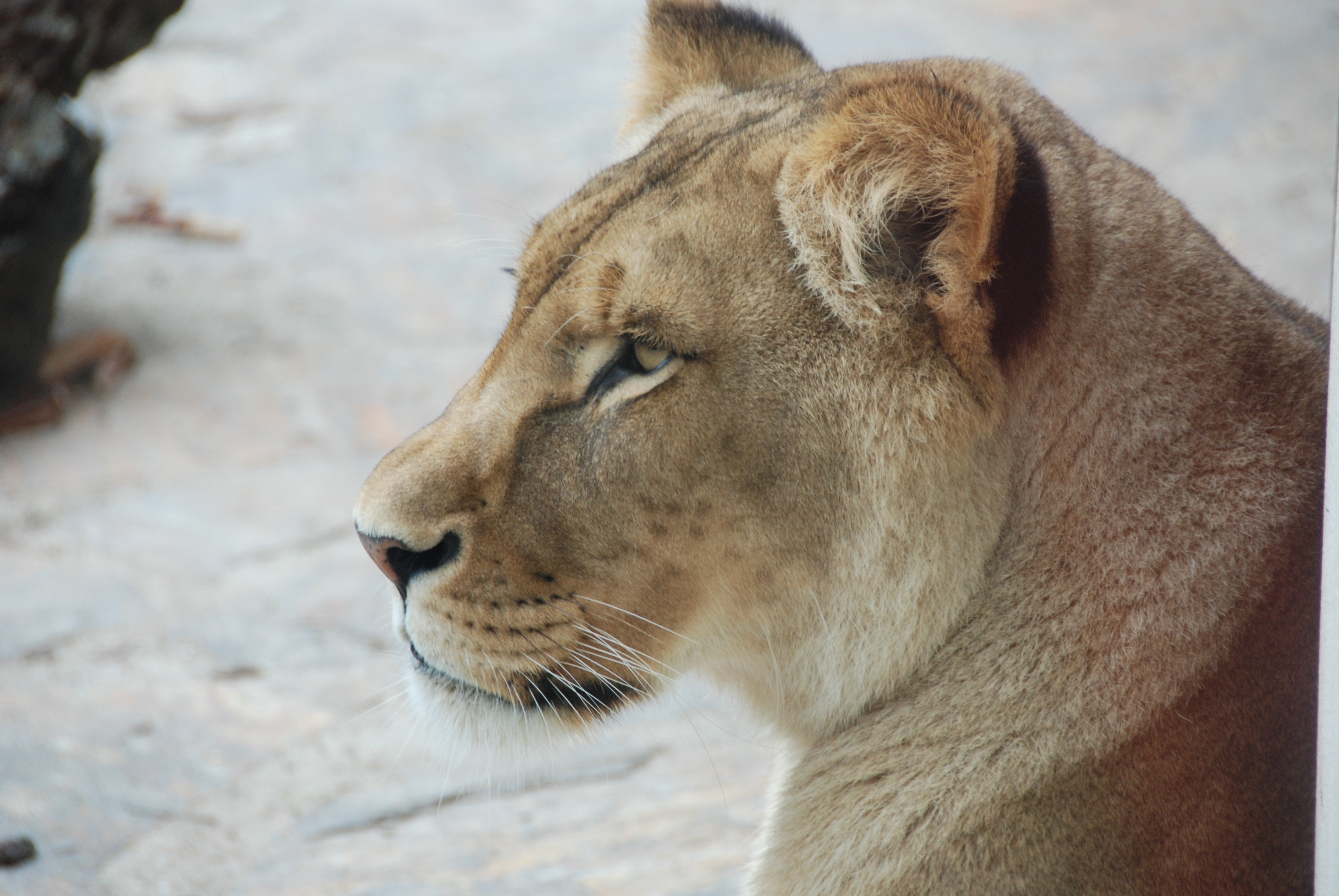 Lion Head Zoo free image download