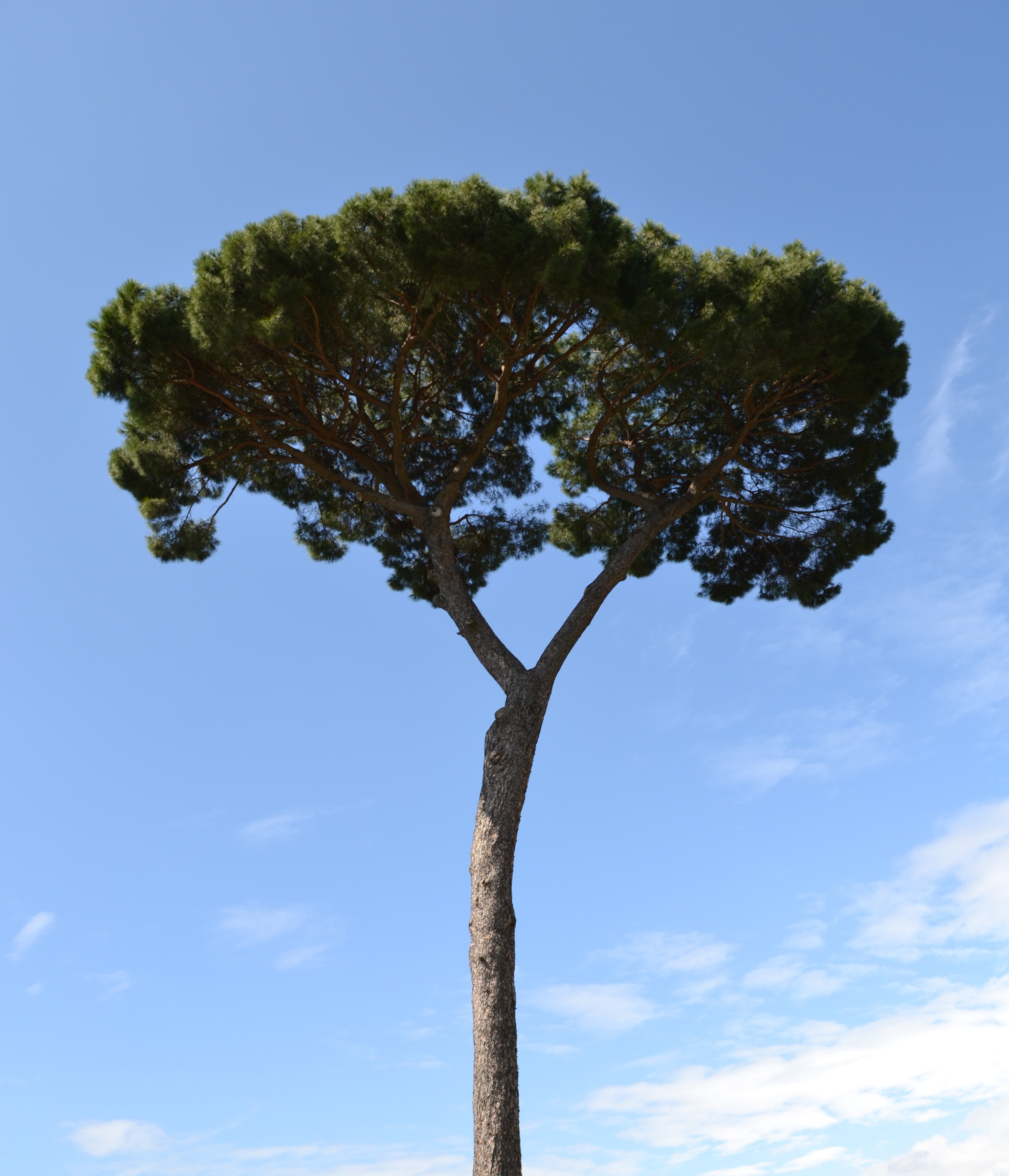 Pine Tree Mediterranean Blue free image download